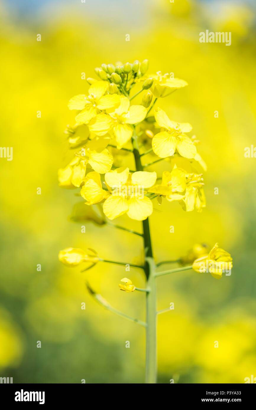 Raps, Bayern, Deutschland Stock Photo - Alamy