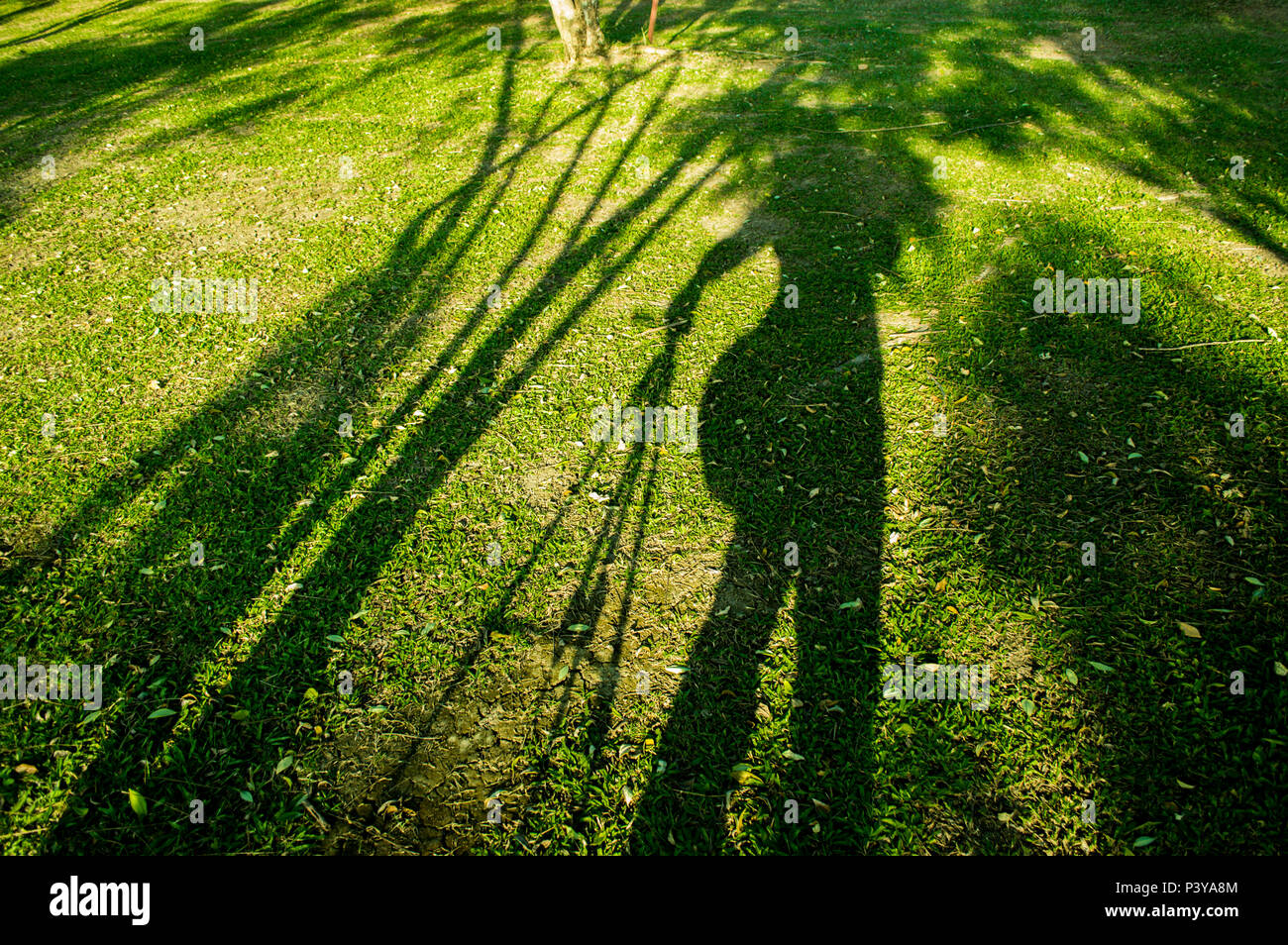 Light and shadow on grass hi-res stock photography and images - Alamy