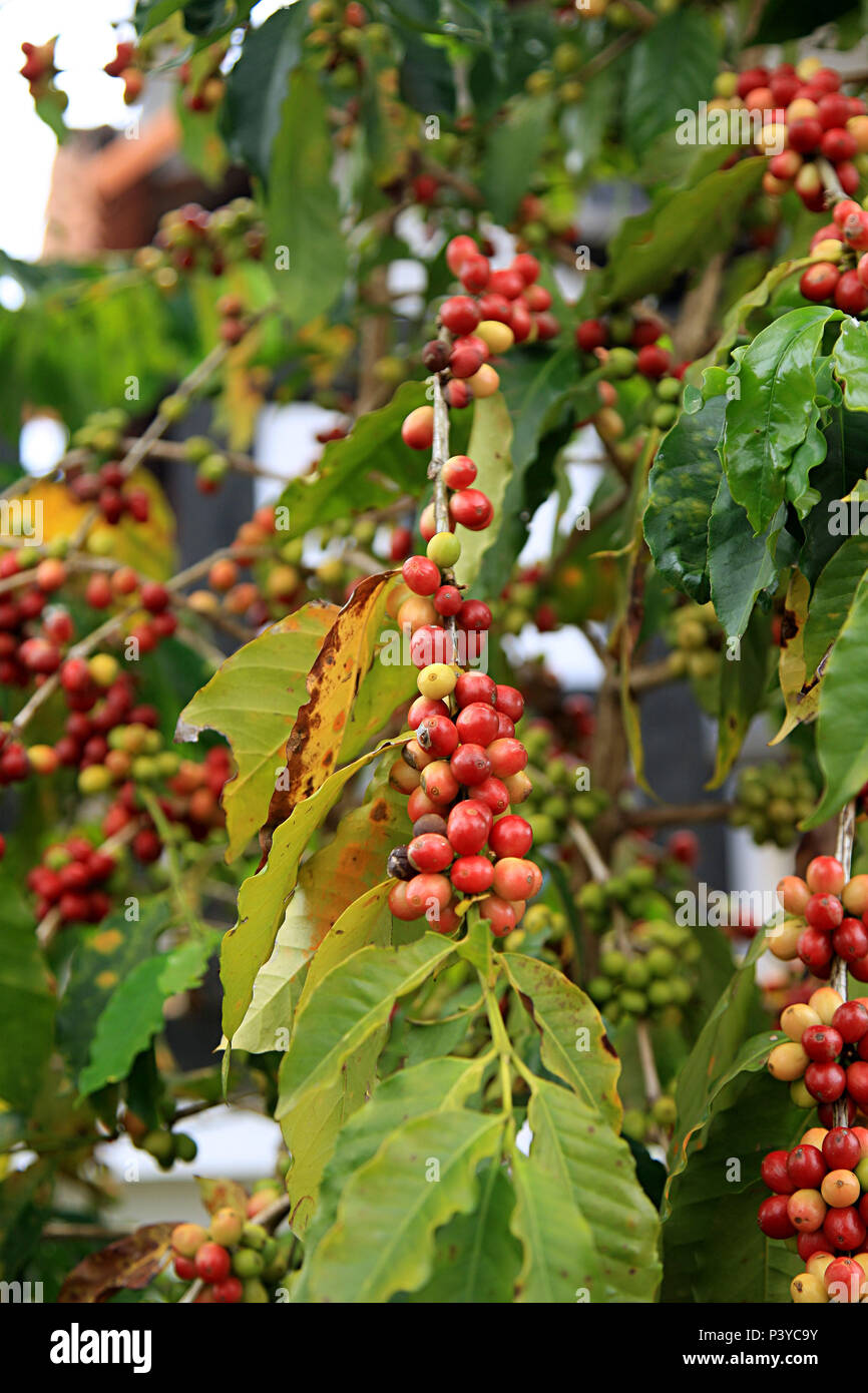 Pe de cafe hi-res stock photography and images - Alamy
