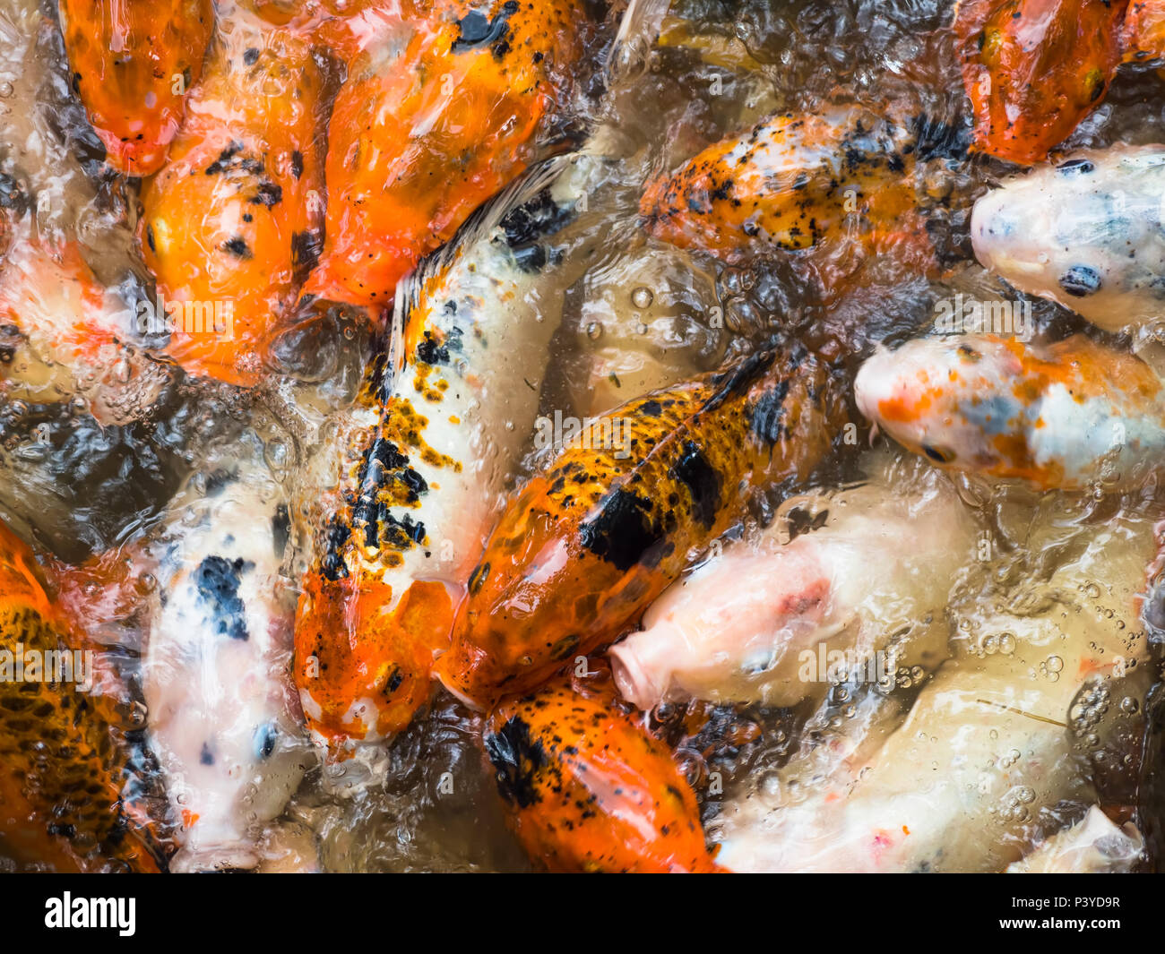 Japanese koi fish hi-res stock photography and images - Alamy