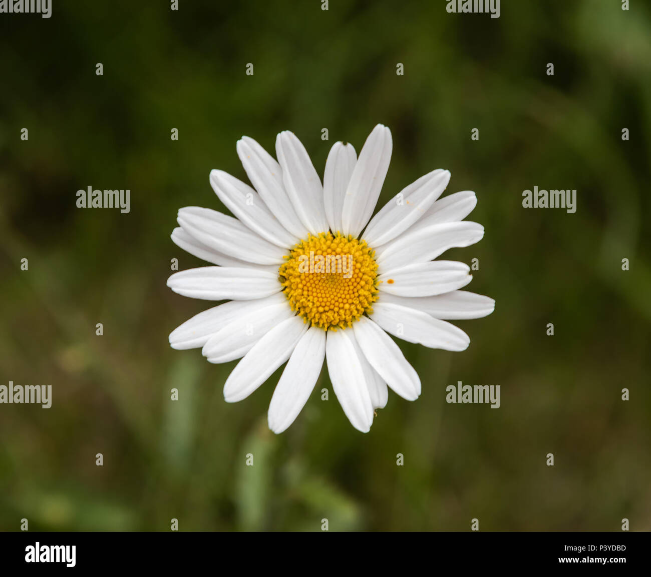 Common Daisy - Bellis perennis is a common European species of daisy ...