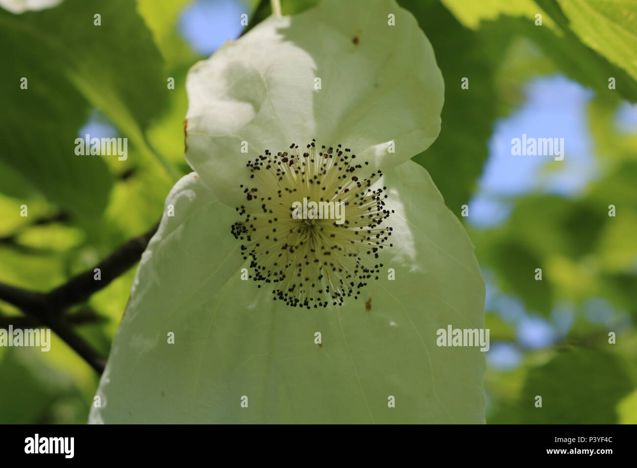 Davidia involucrata dove tree handkerchief tree hi-res stock ...