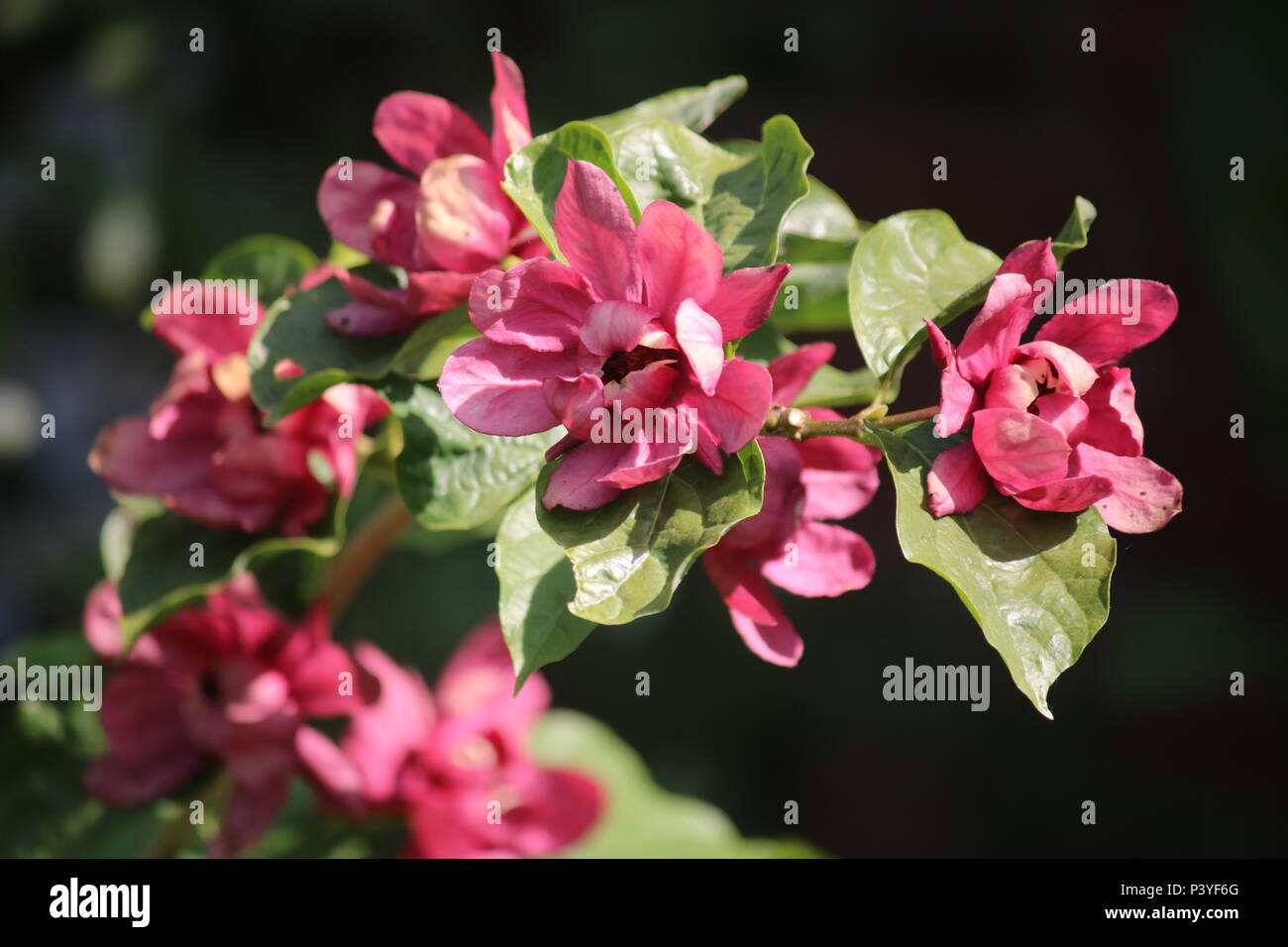 Star Shaped Red Flowers High Resolution Stock Photography and Images ...