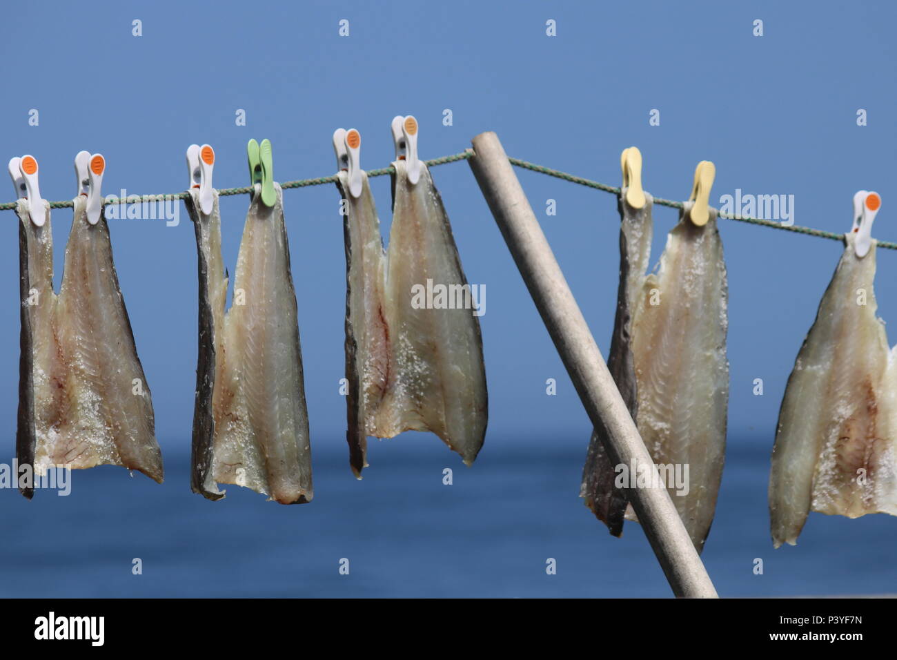 Five filleted fresh fish hanging by pegs to dry on a clothes line with ...