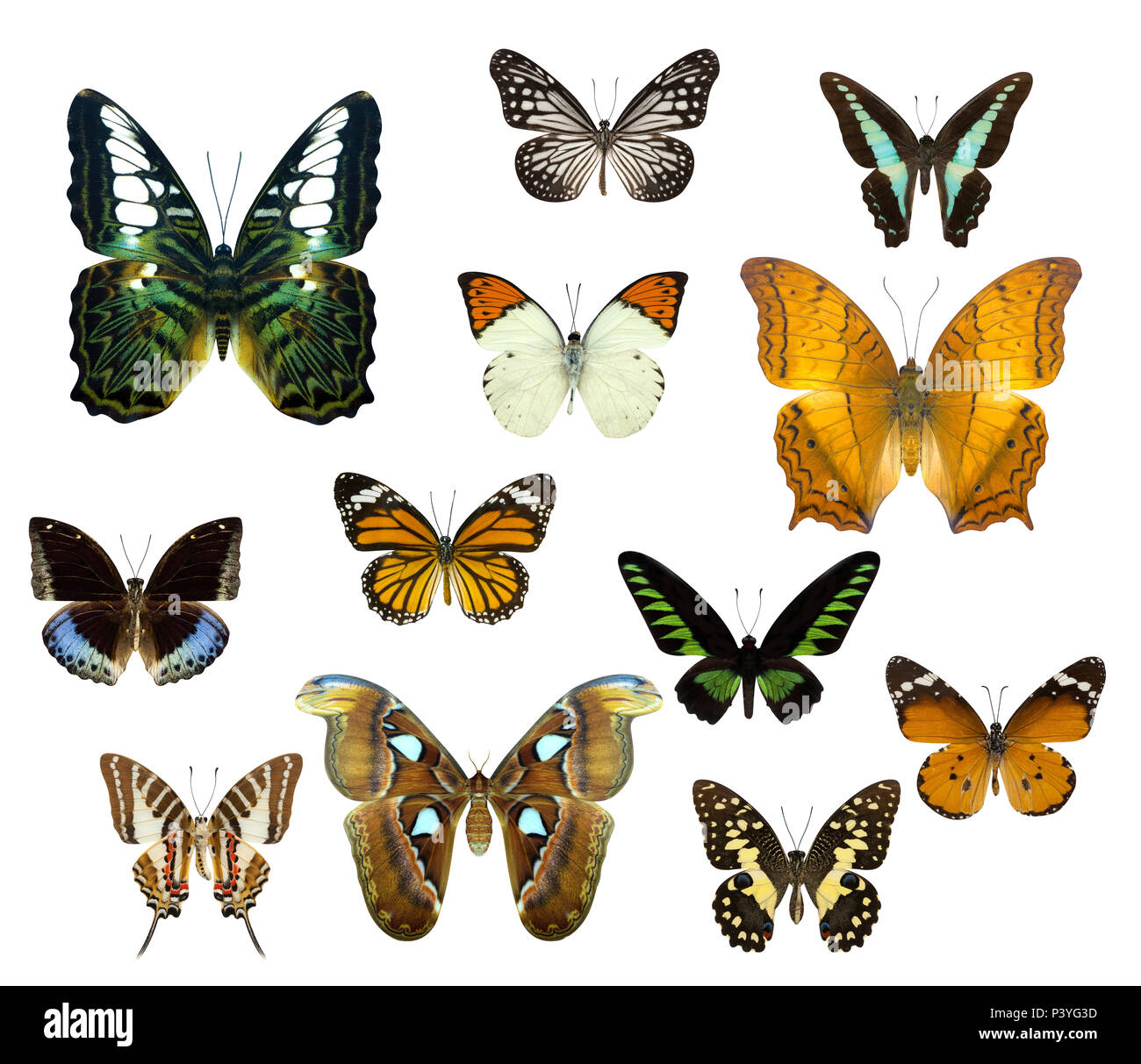 High Quality of nature butterfly Collection - Set of butterfly isolated ...