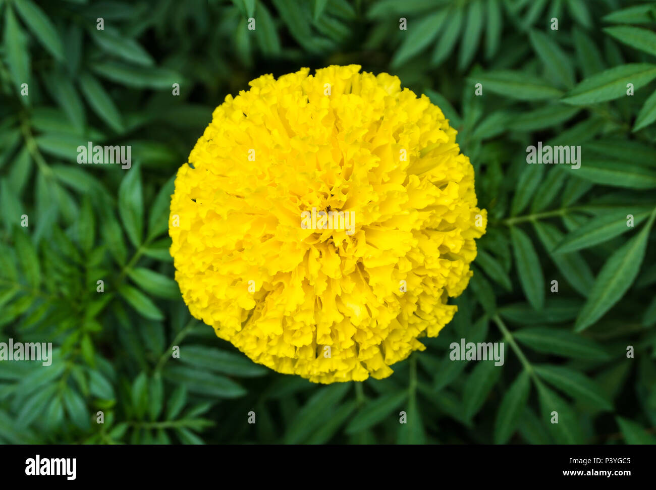Top view of beautiful marigold flowers and leaf. (Tagetes erecta Stock ...