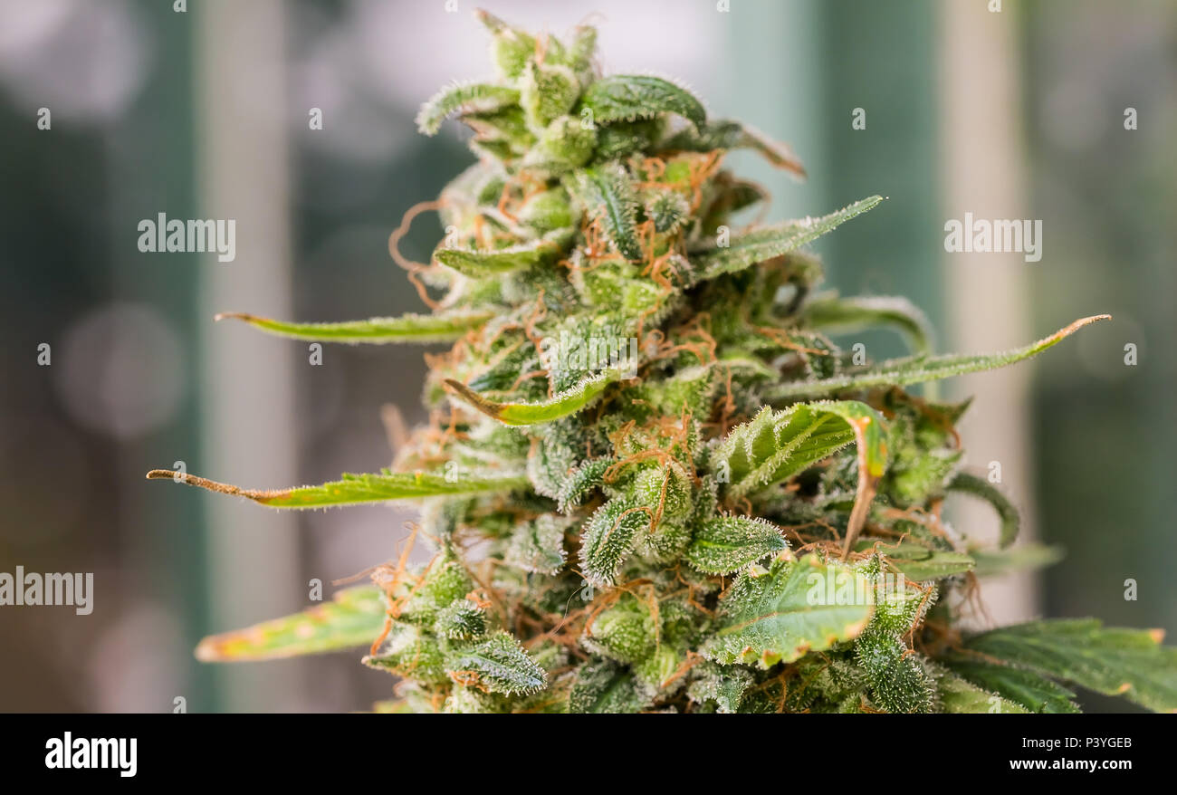Close up Macro image of a Cannabis Medical Marijuana Bud at harvest ...