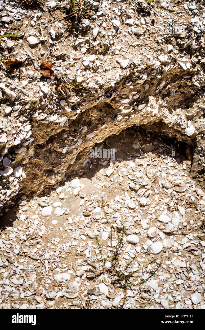 Sambaqui de Garopaba do Sul, um sítio arqueológico com cerca de 5.000 ...