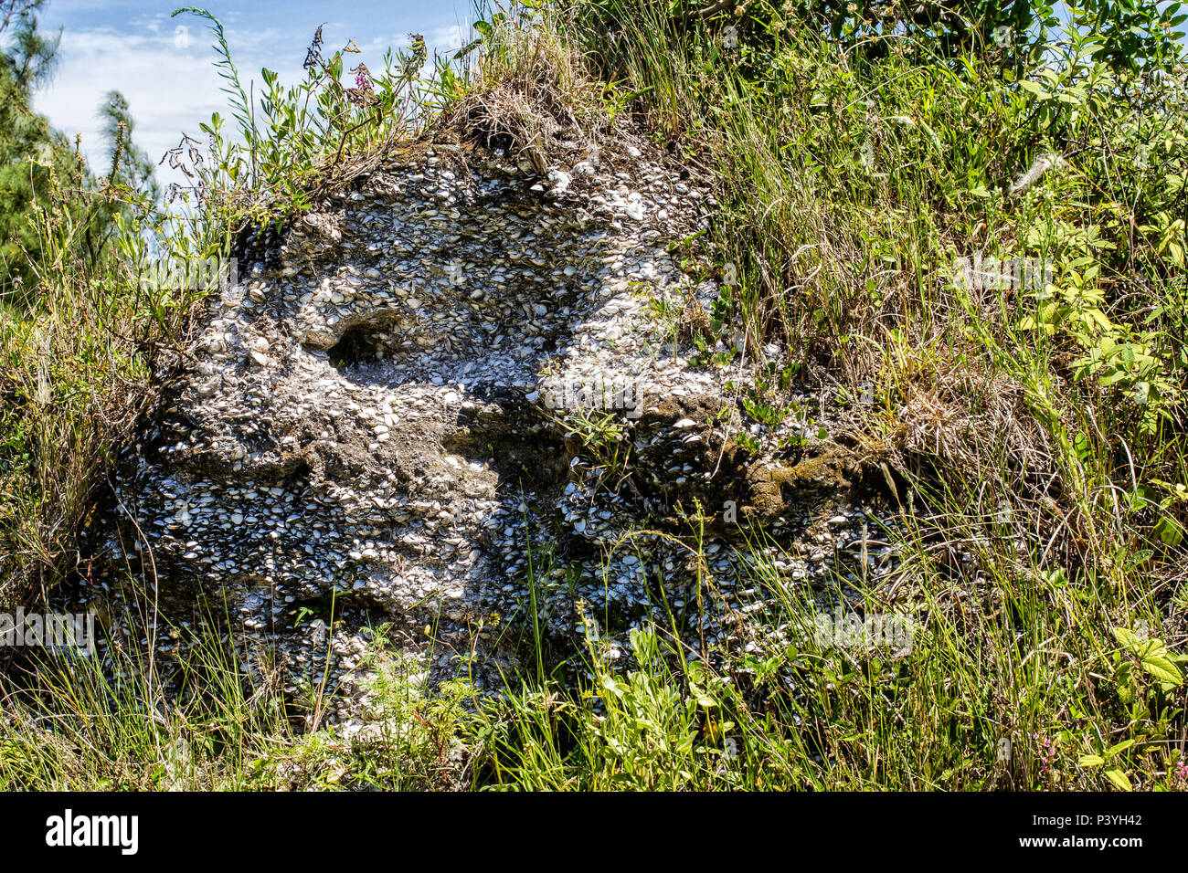 Sambaqui de Garopaba do Sul, um sítio arqueológico com cerca de 5.000 ...