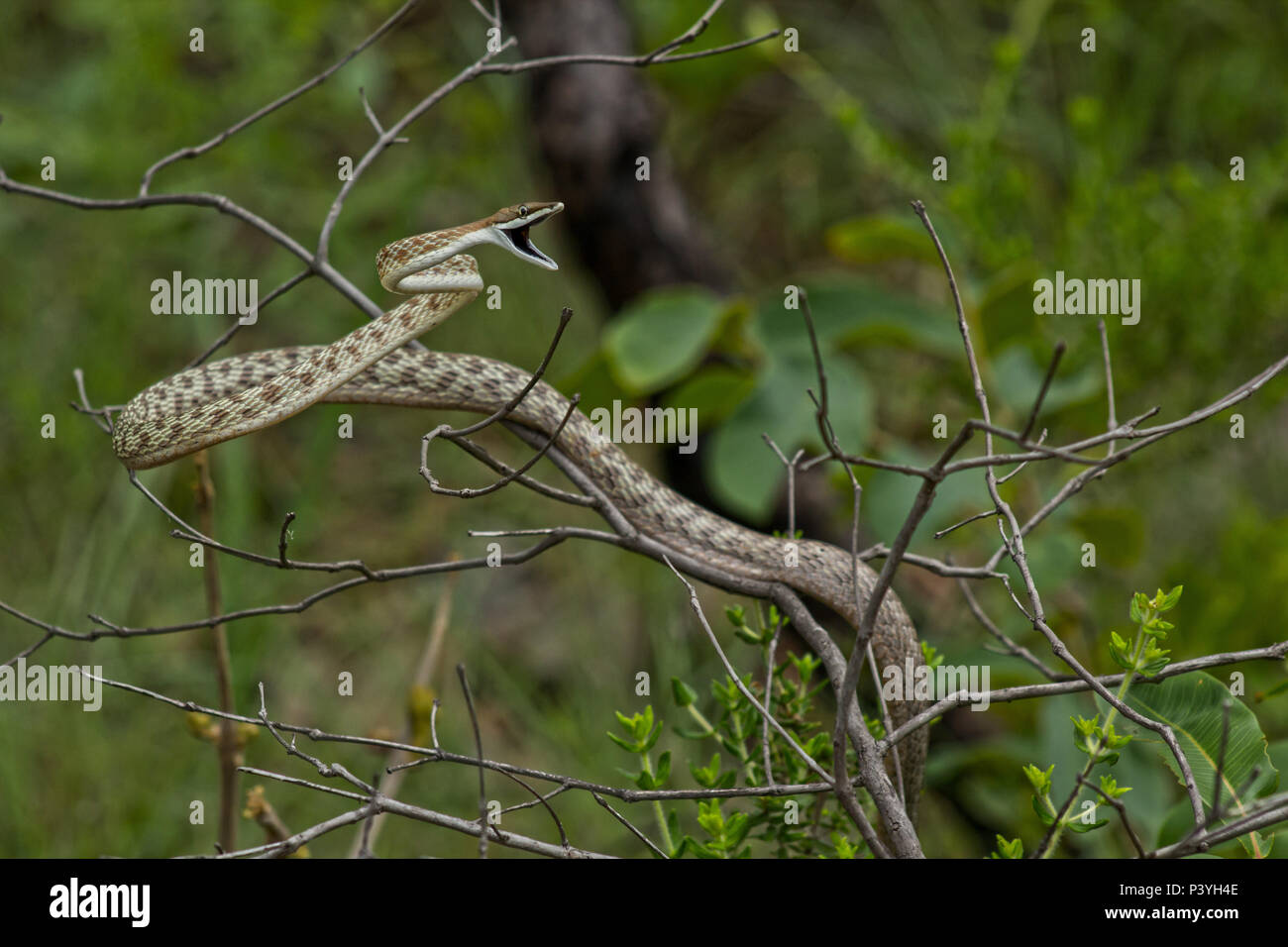No cerrado brasileiro hi-res stock photography and images - Alamy