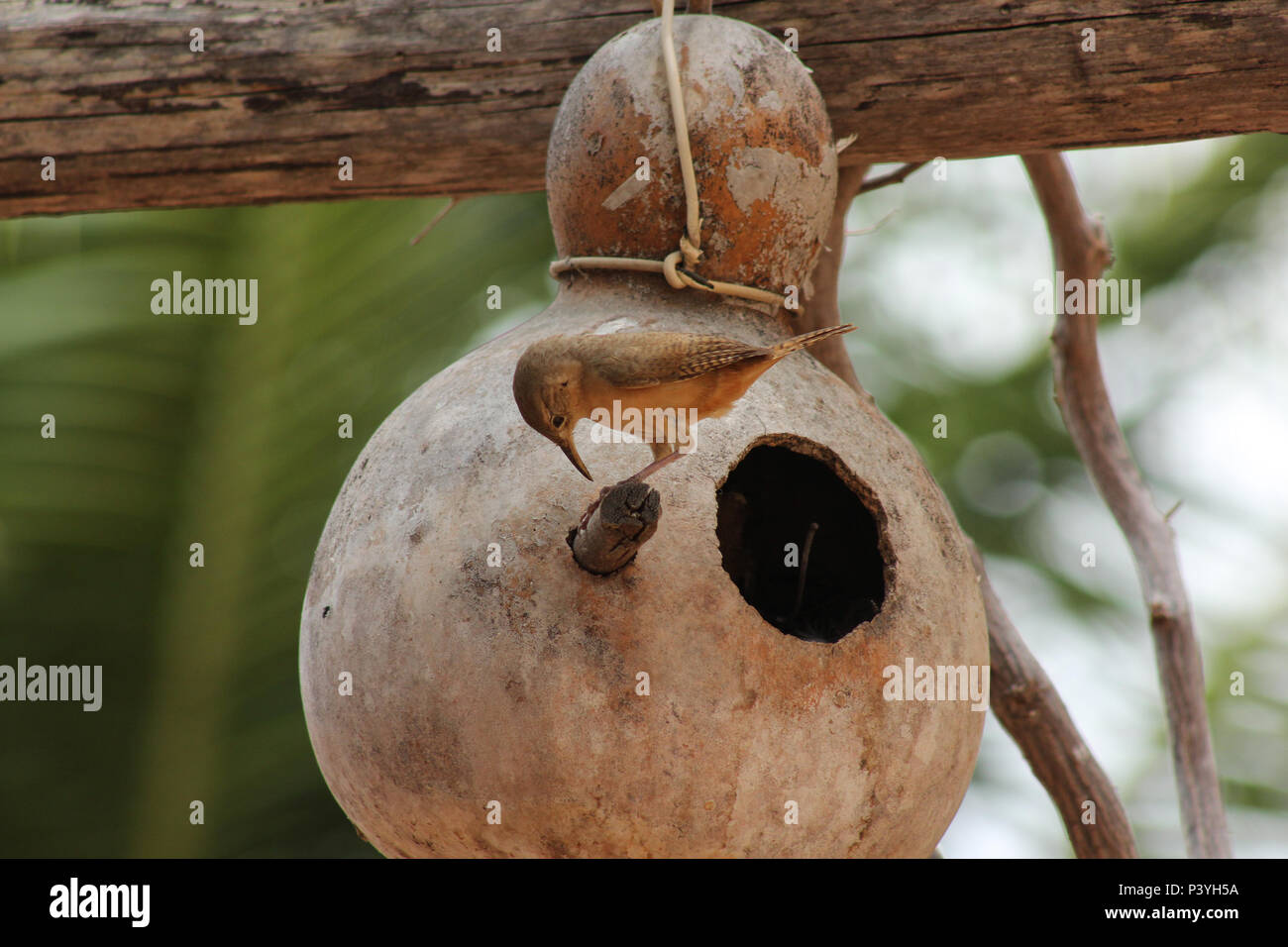 Porongo hi-res stock photography and images - Alamy