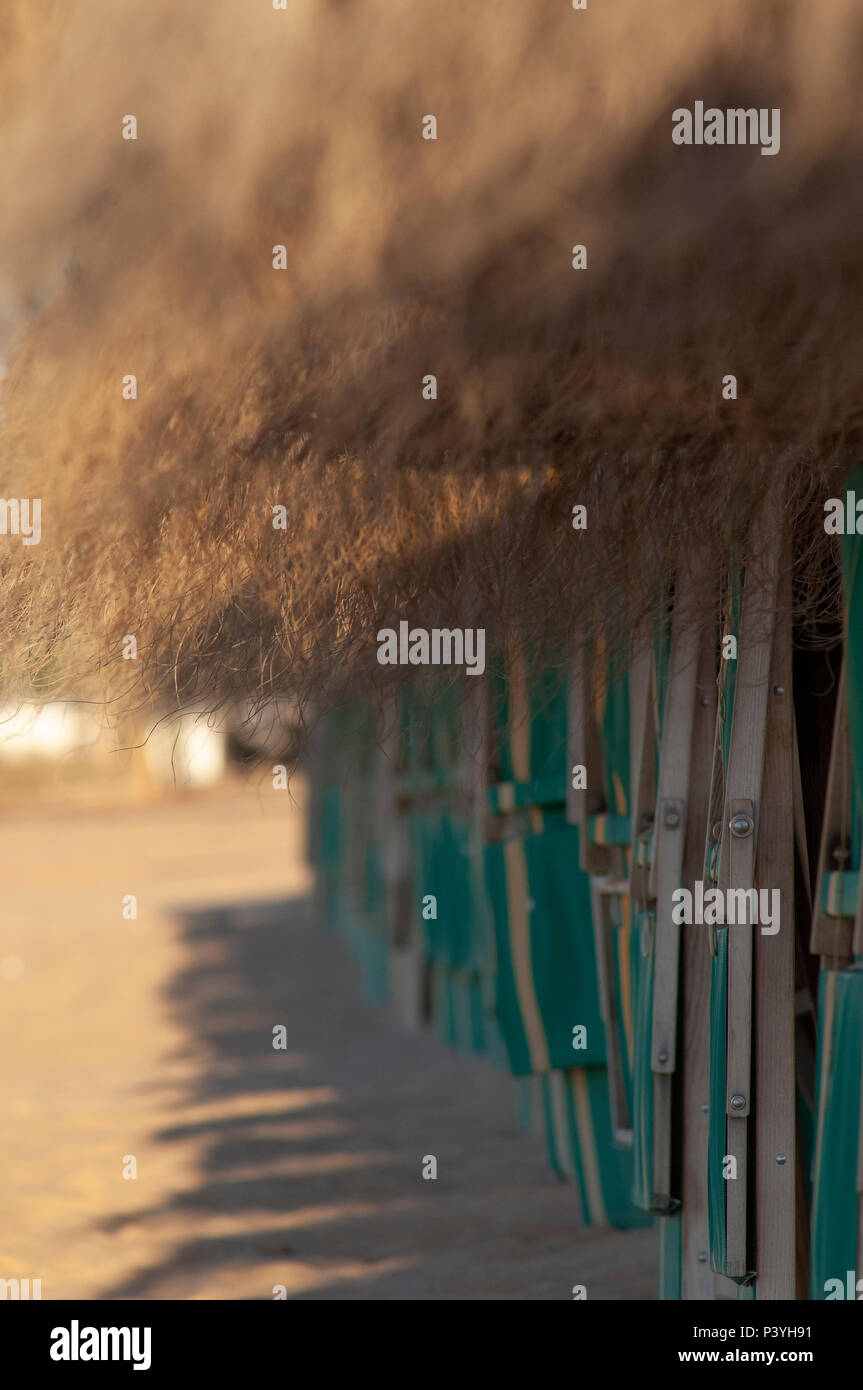 Sun Shades lined out a sandy beach early in morning Stock Photo - Alamy