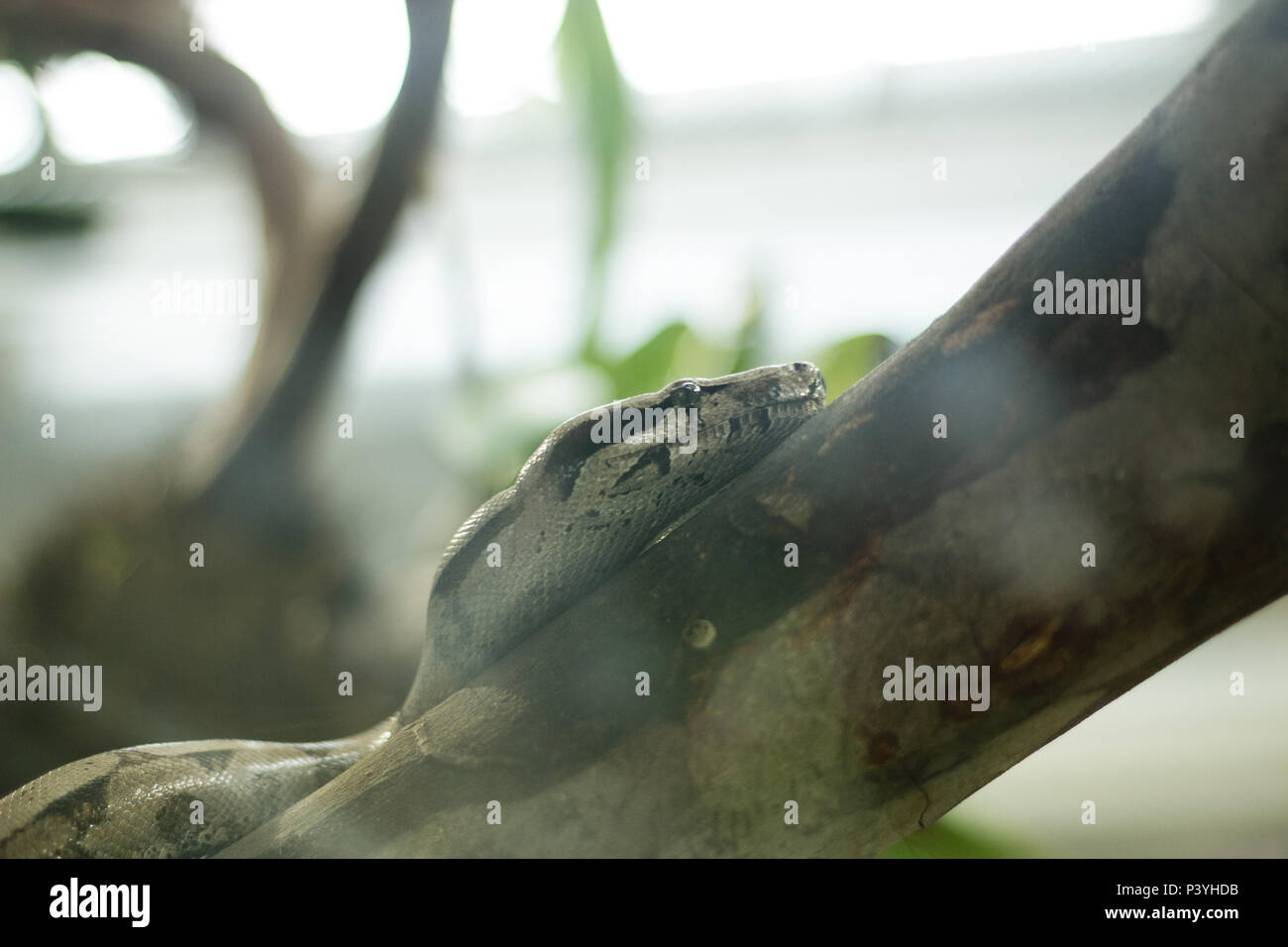 Jiboia-constritora (Boa constrictor amaralis) é uma serpente que pode ...