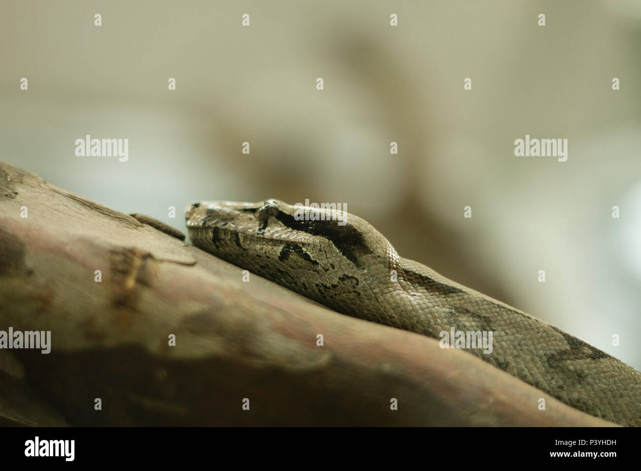 Jiboia-constritora (Boa constrictor amaralis) é uma serpente que pode ...