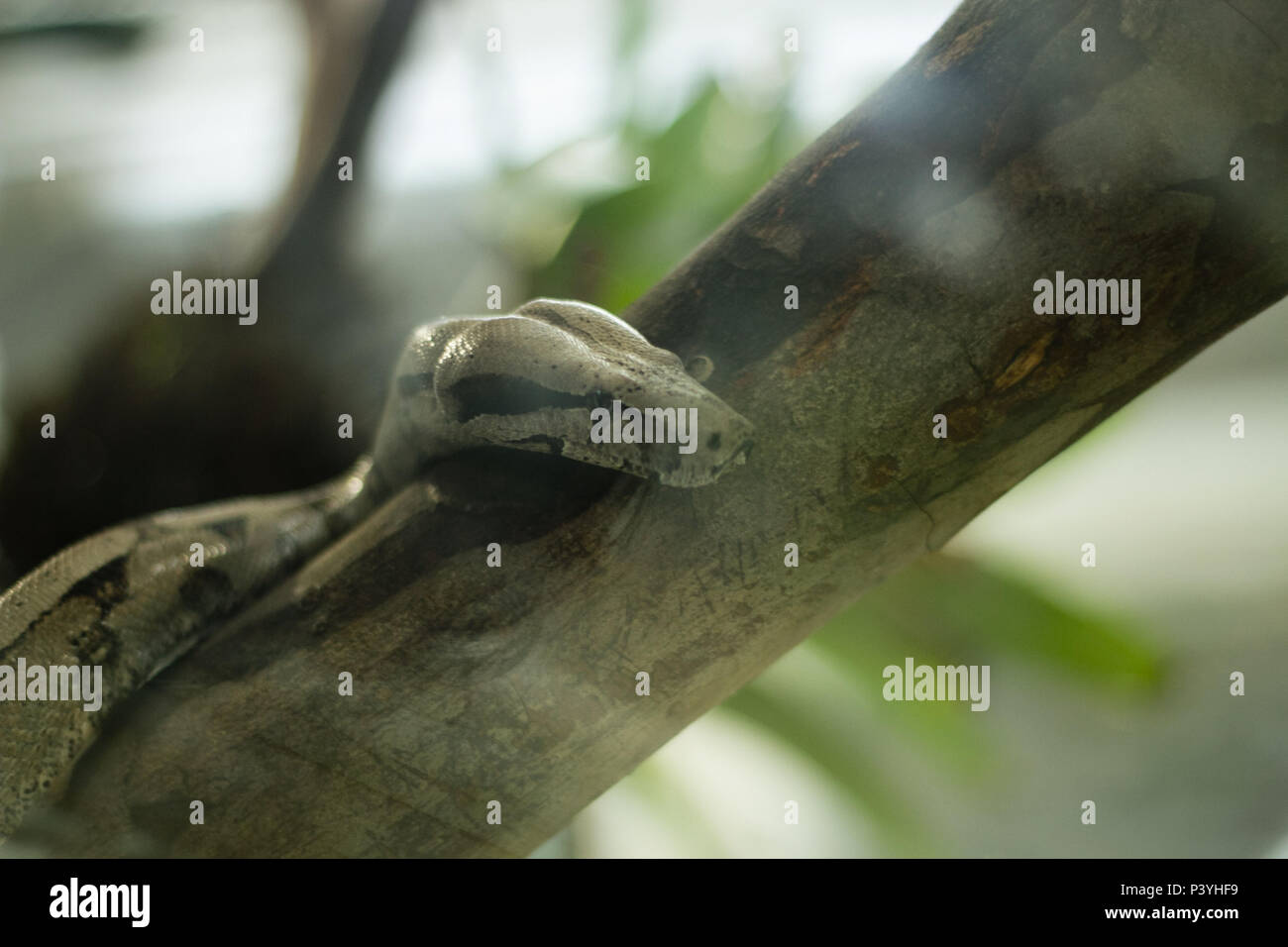 Jiboia-constritora (Boa constrictor amaralis) é uma serpente que pode ...