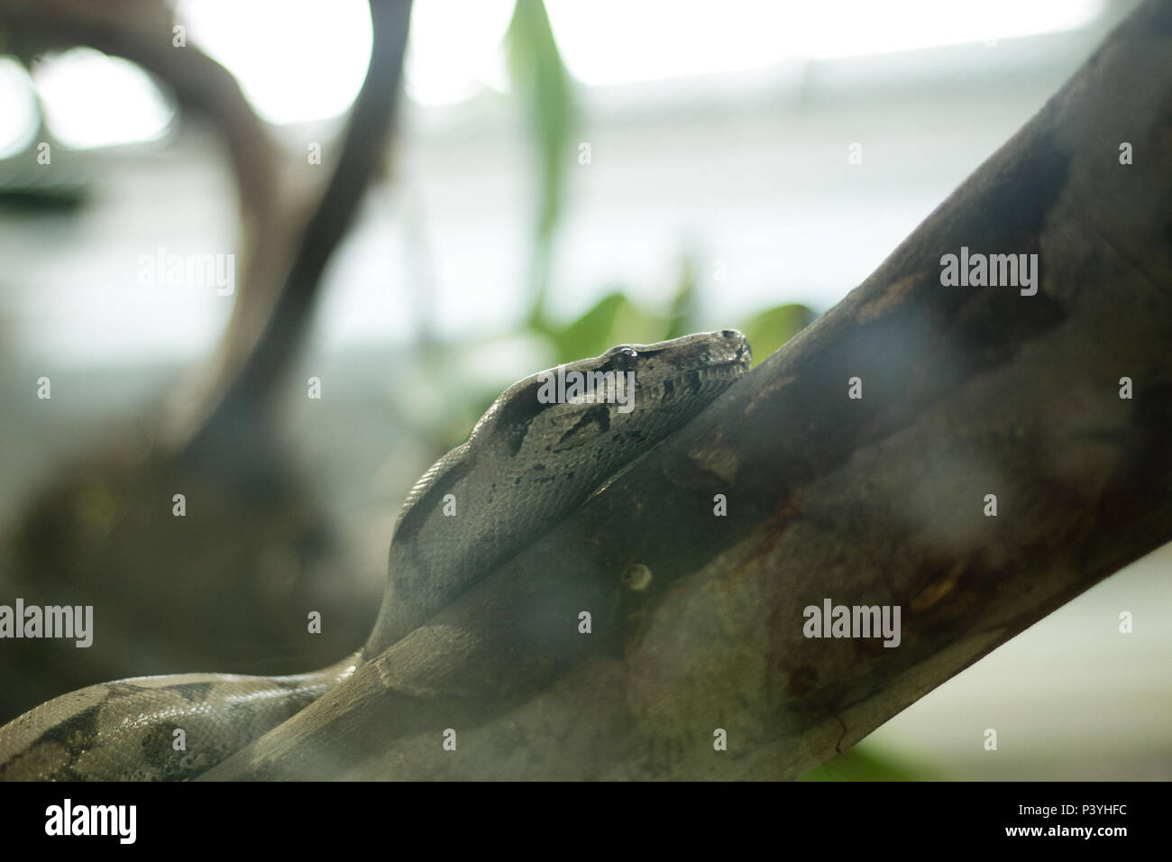 Jiboia-constritora (Boa constrictor amaralis) é uma serpente que pode ...
