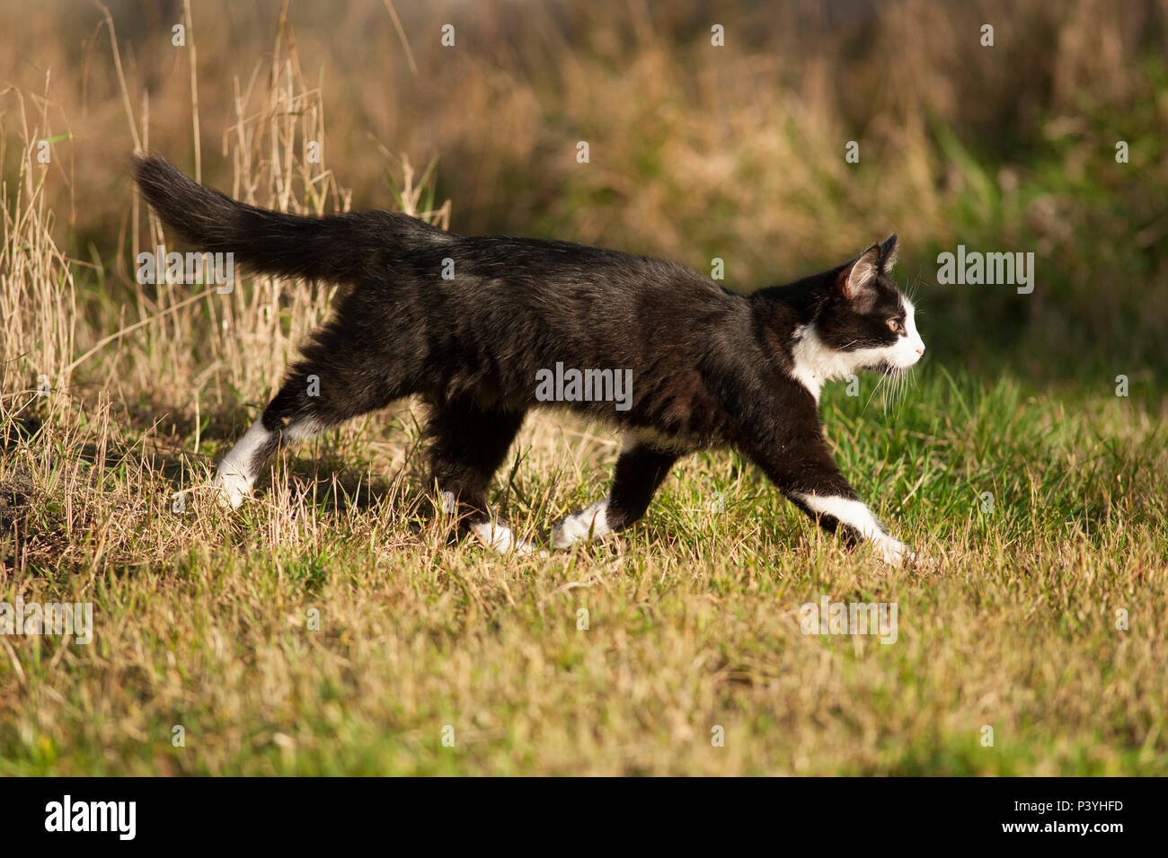 Tuxedo cat hi-res stock photography and images - Alamy