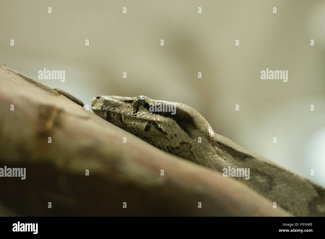 Jiboia-constritora (Boa constrictor amaralis) é uma serpente que pode ...