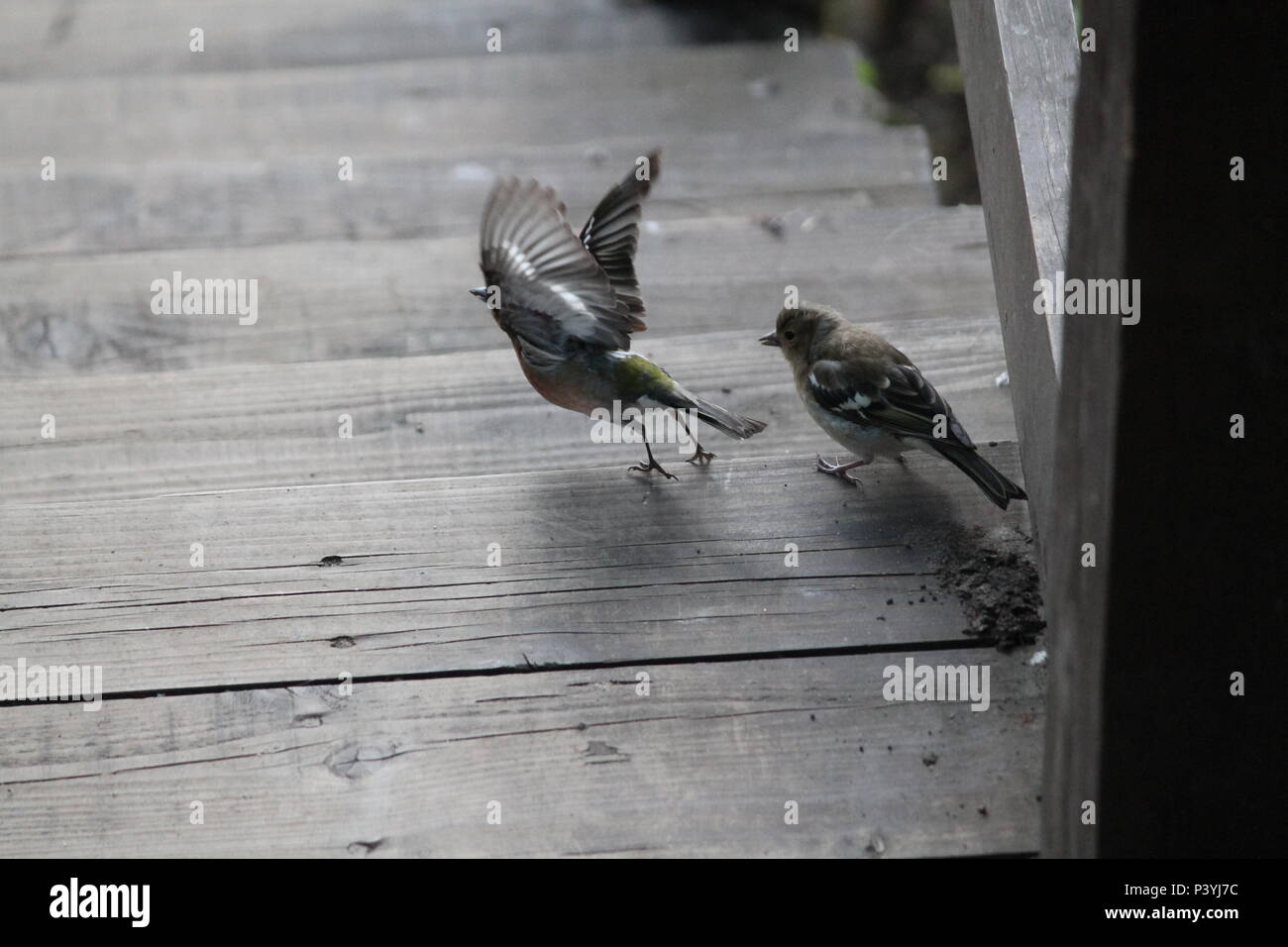 two little wild bird dance before made nest in warm summer day Stock ...