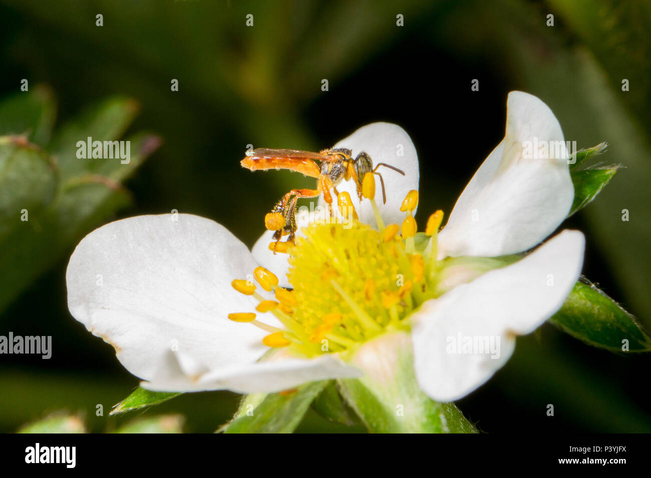 Jatai hi-res stock photography and images - Alamy