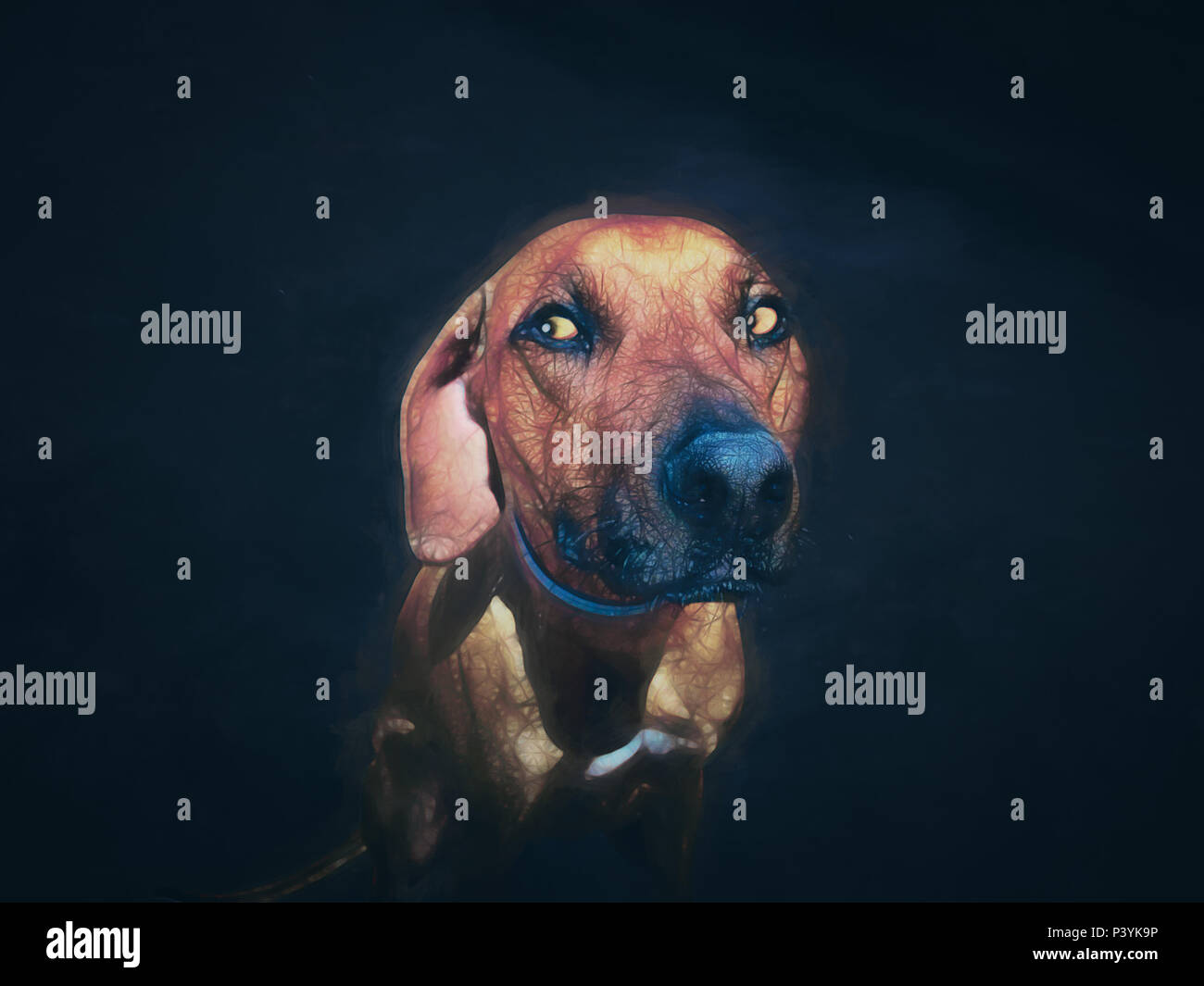 Black rhodesian ridgeback hi-res stock photography and images - Alamy
