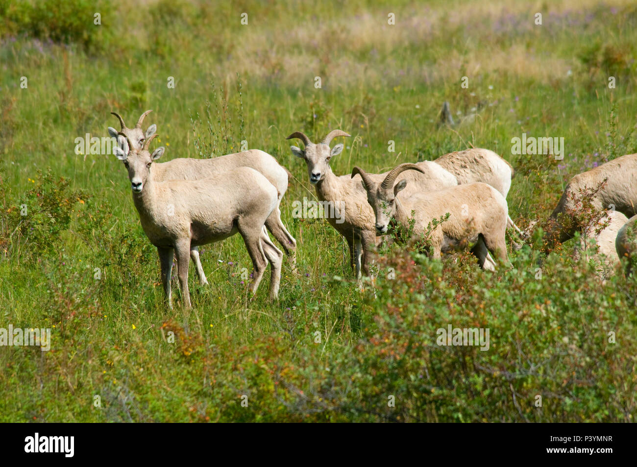 Bighorn sheep near East Fork Bitterroot River, Ravalli County, Sula ...