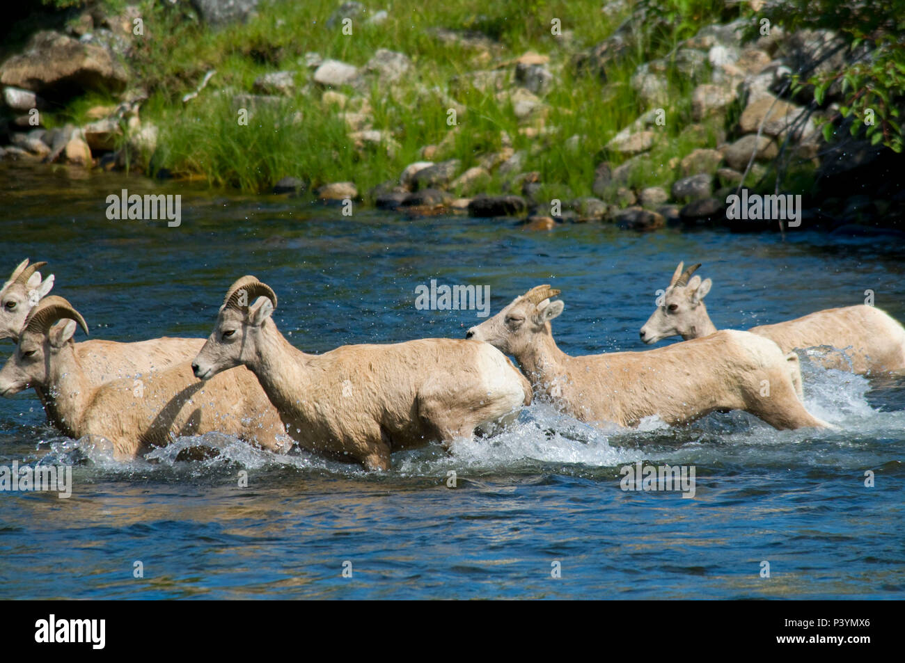 Bighorn sheep crossing East Fork Bitterroot River, Ravalli County, Sula ...