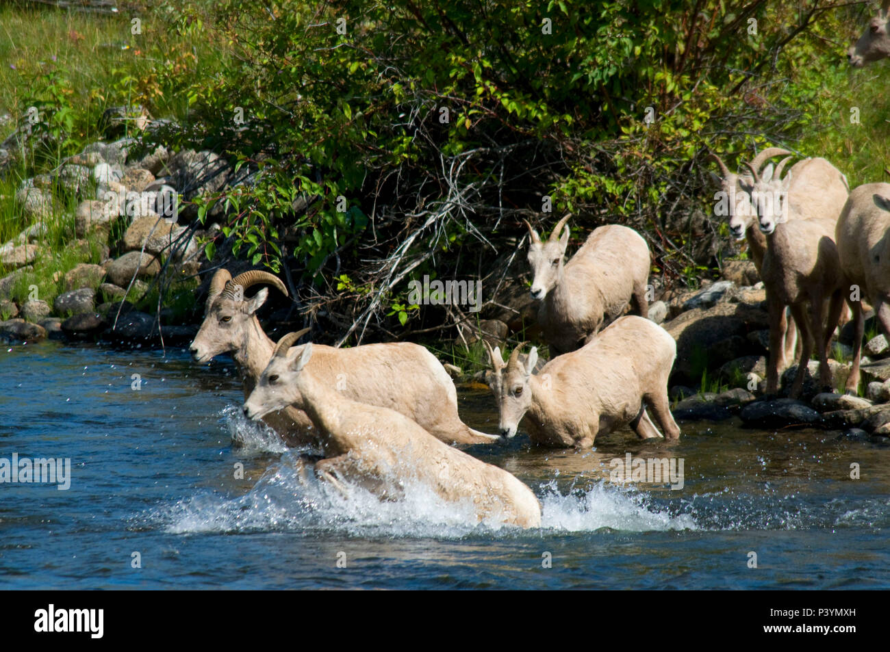 Sula River High Resolution Stock Photography and Images - Alamy