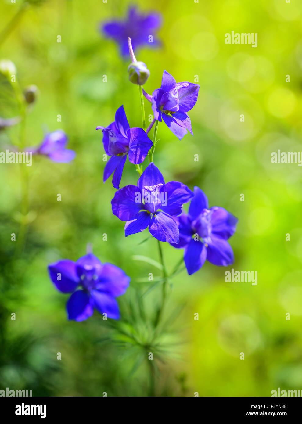 Delphinium consolida hi-res stock photography and images - Alamy