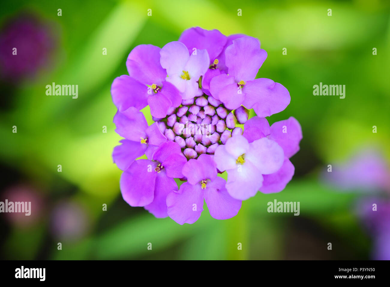 Umbellate inflorescence hi-res stock photography and images - Alamy