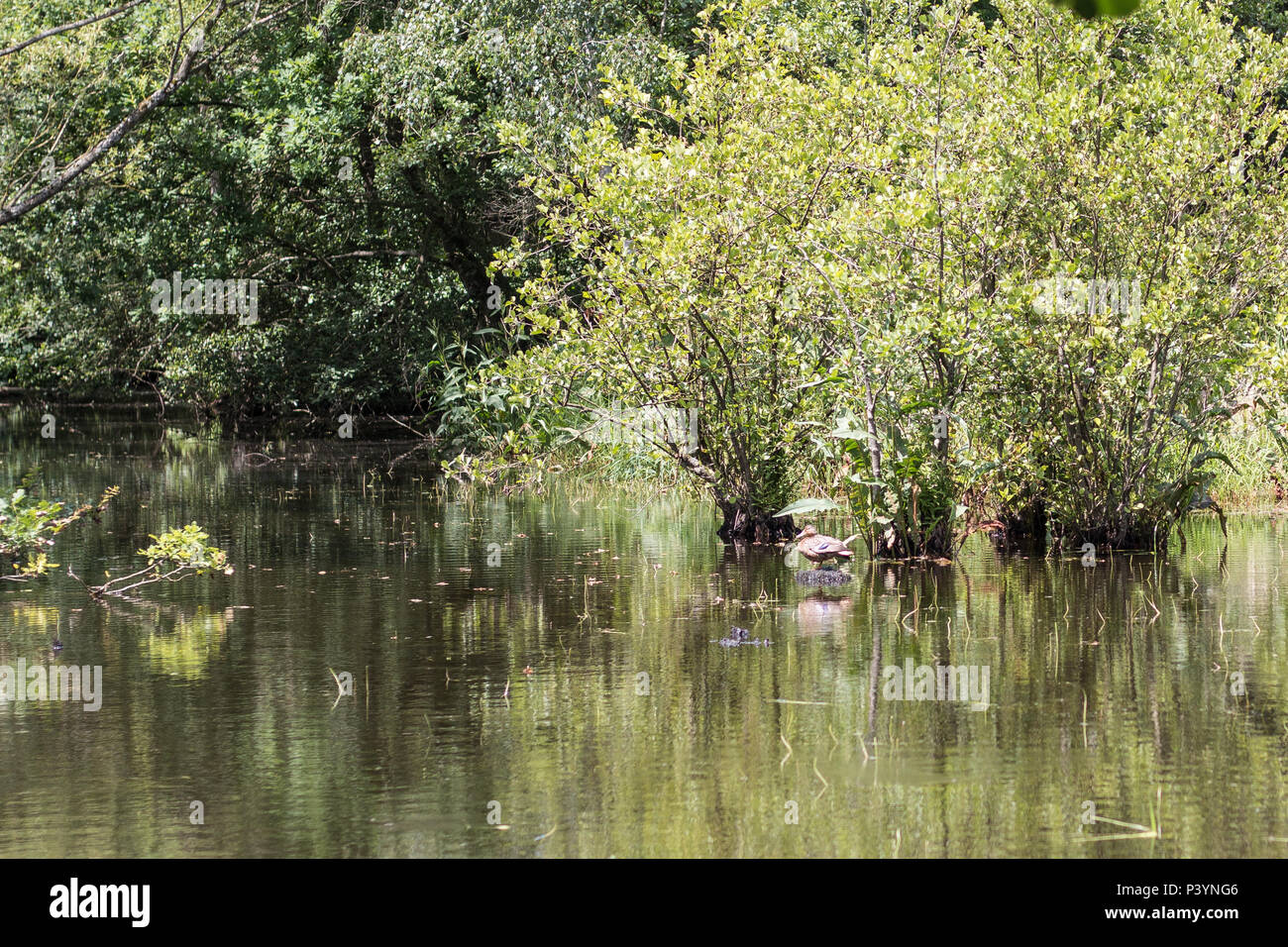 Forest Of Arenberg High Resolution Stock Photography and Images - Alamy