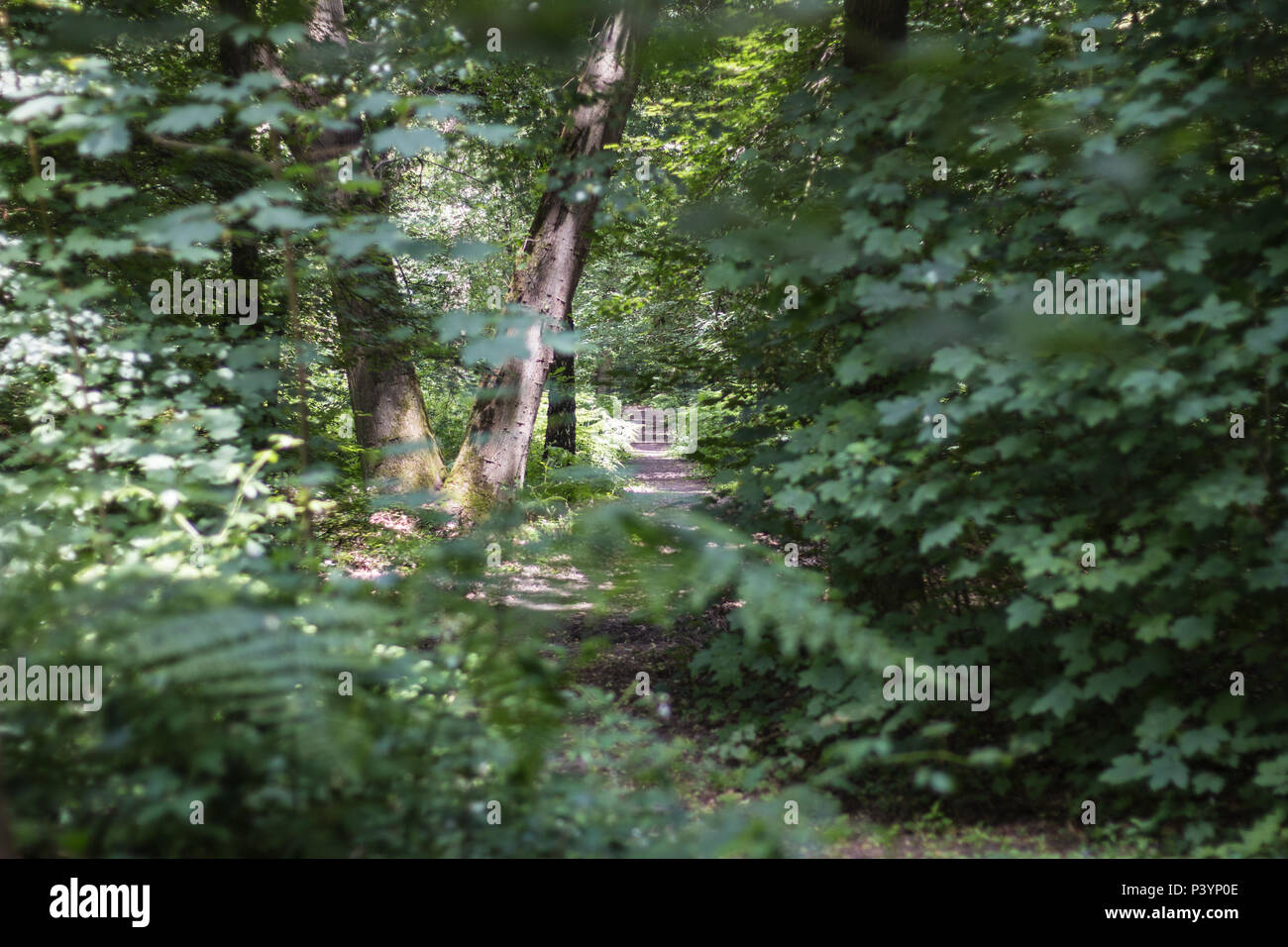 Arenberg forest hi-res stock photography and images - Alamy