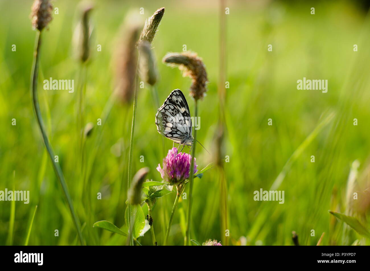 Gossamer winged butterfly hi-res stock photography and images - Alamy