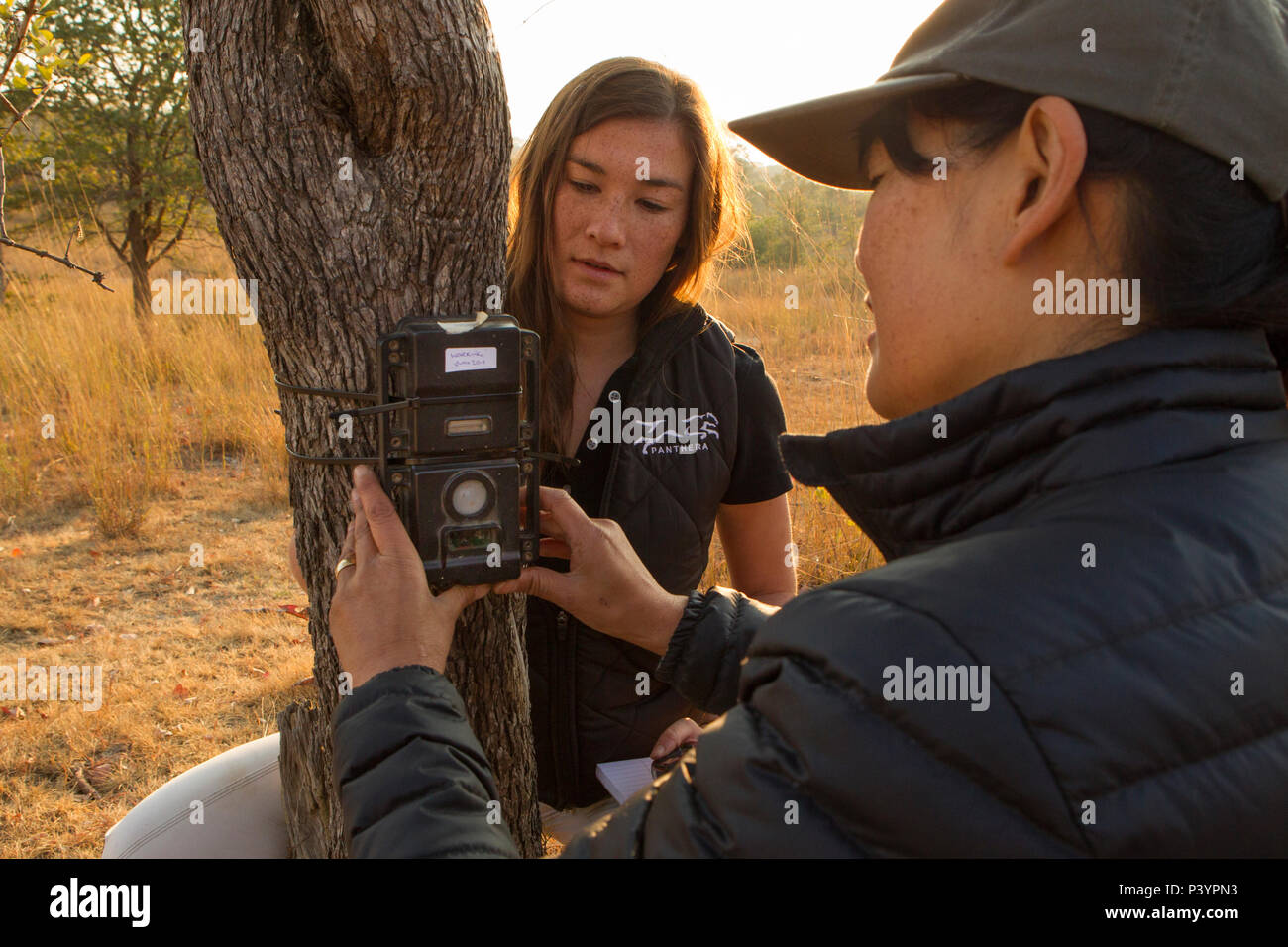Cheetah (Acinonyx jubatus) biologists, Kim Young-Overton and Xia ...