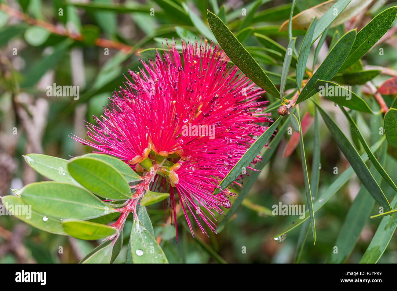Callistemon rigidus hi-res stock photography and images - Alamy