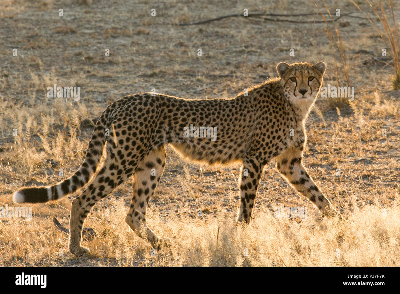 Cheetah (Acinonyx jubatus) twenty-one month old sub-adult female, Kafue ...