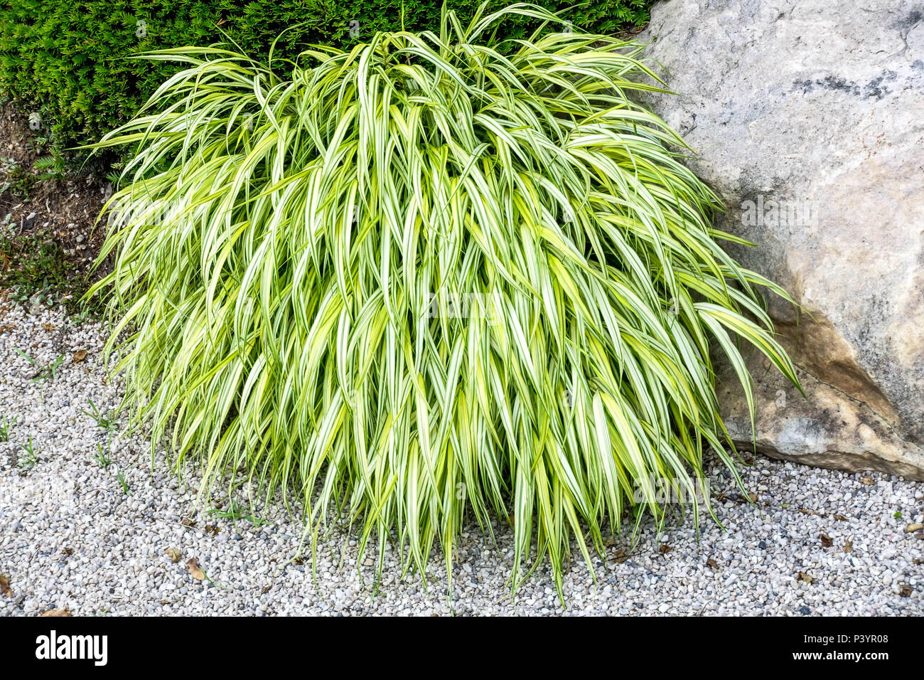 Japanese forest grass hi-res stock photography and images - Alamy