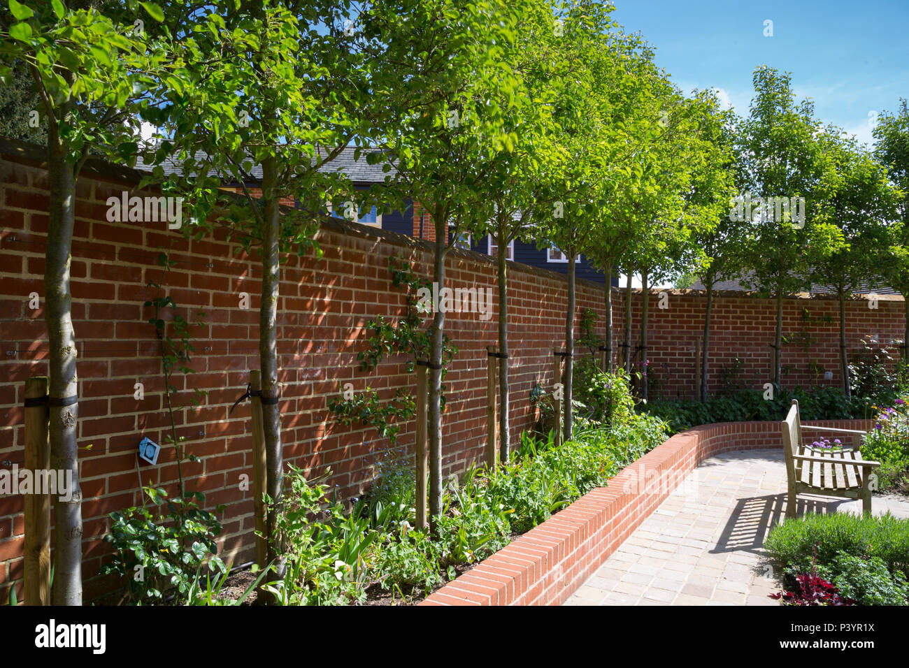 Pyrus calleryana 'Chanticleer' used as screening against overlooking ...