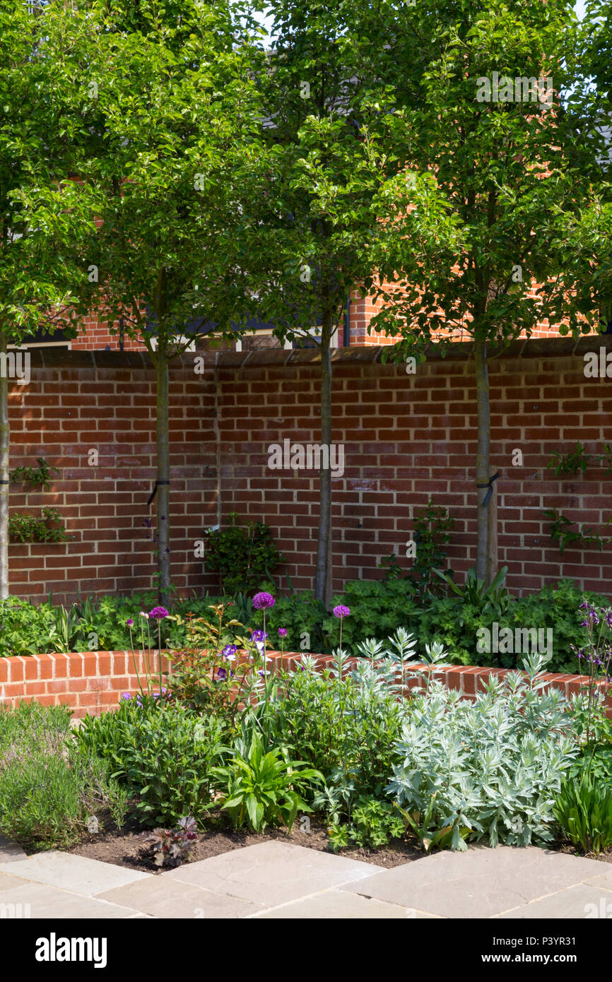 Pyrus calleryana 'Chanticleer' used as screening against overlooking ...