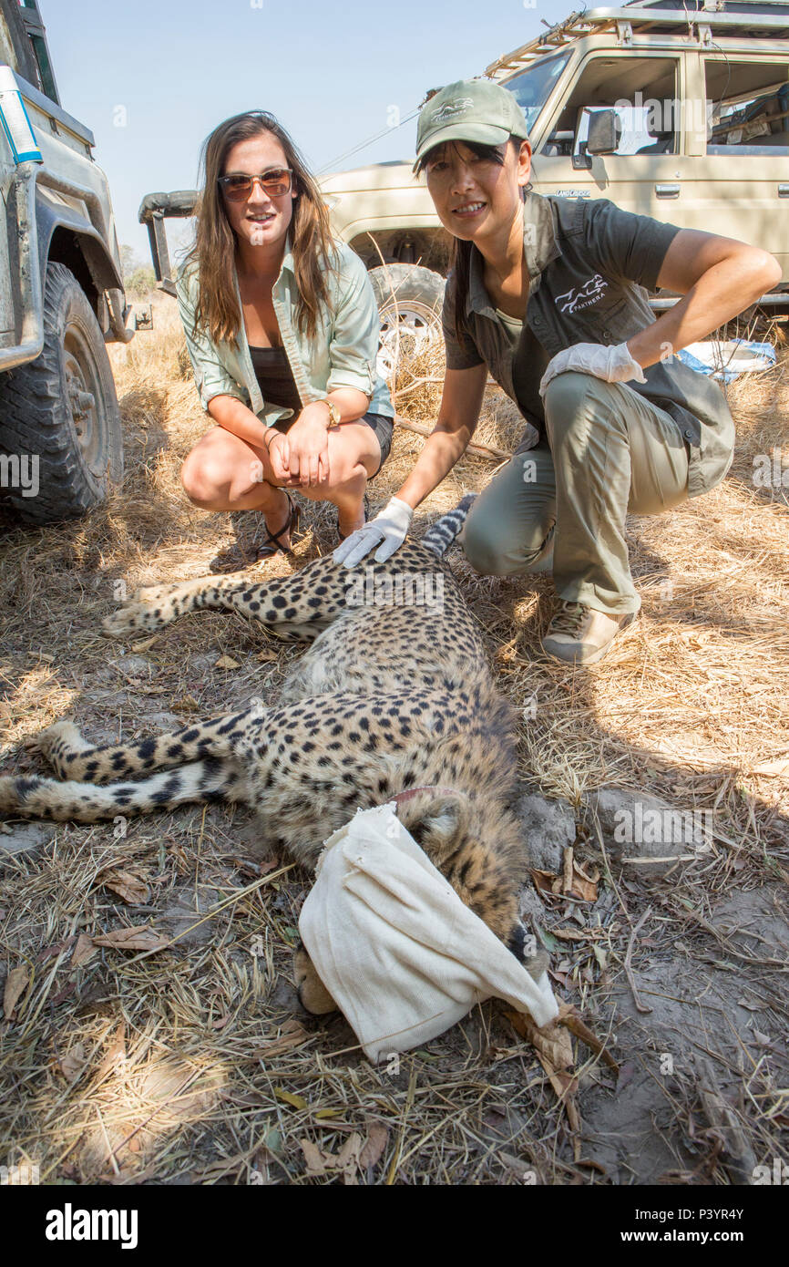 Cheetah (Acinonyx jubatus) biologists, Xia Stevens and Kim Young ...