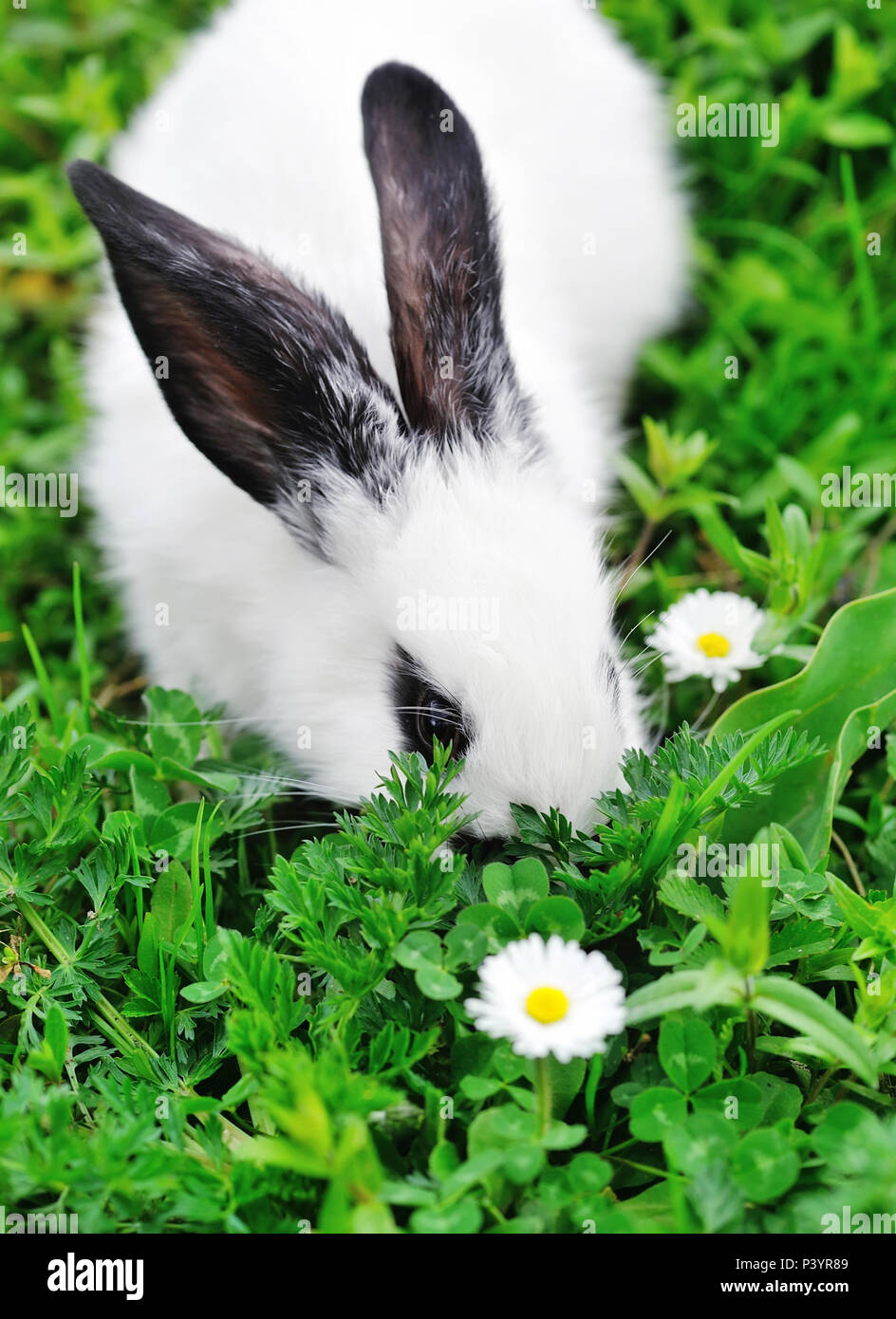 Rabbit in grass hi-res stock photography and images - Alamy