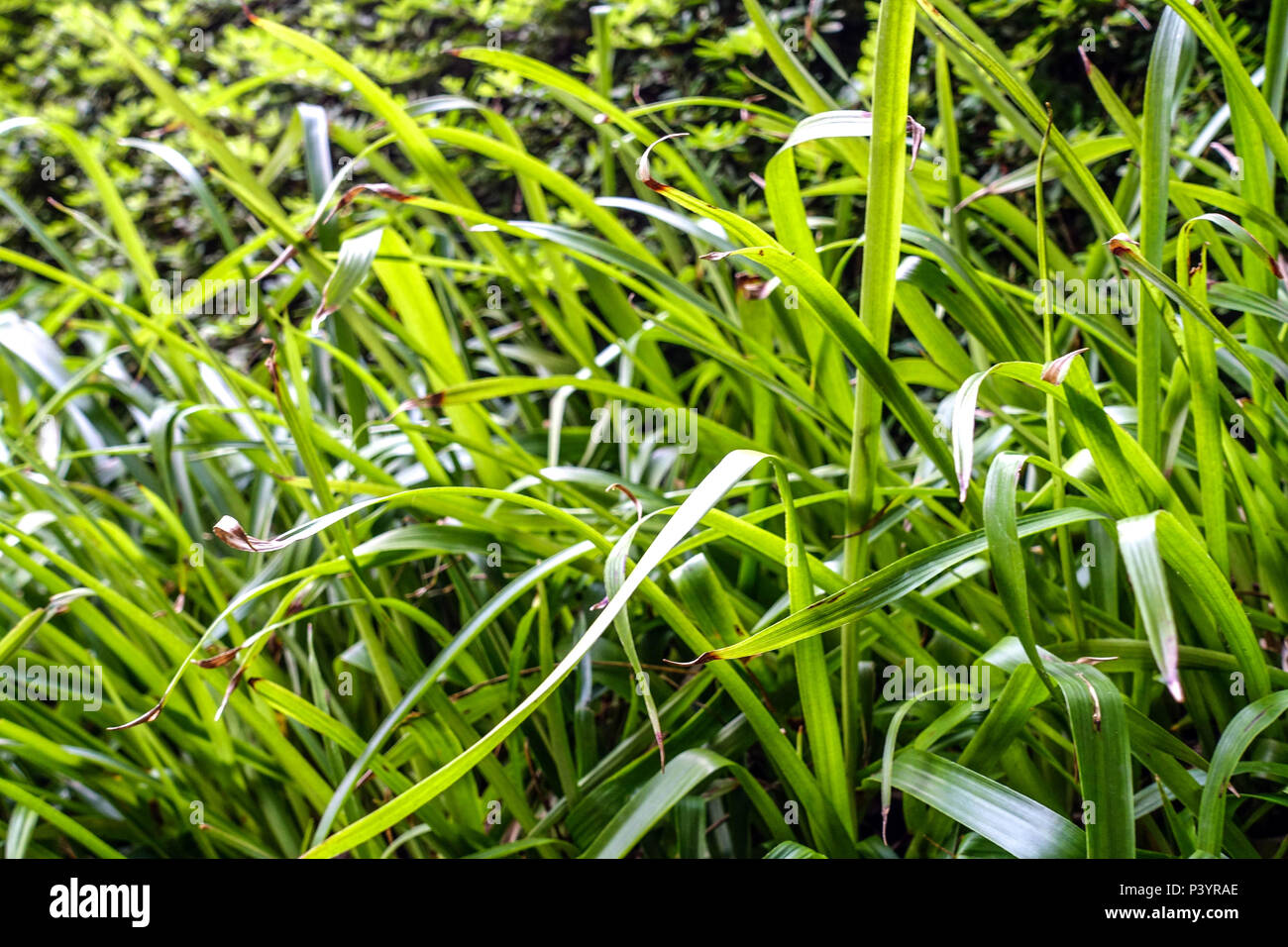 Great wood-rush, Luzula sylvatica in backlight Stock Photo - Alamy