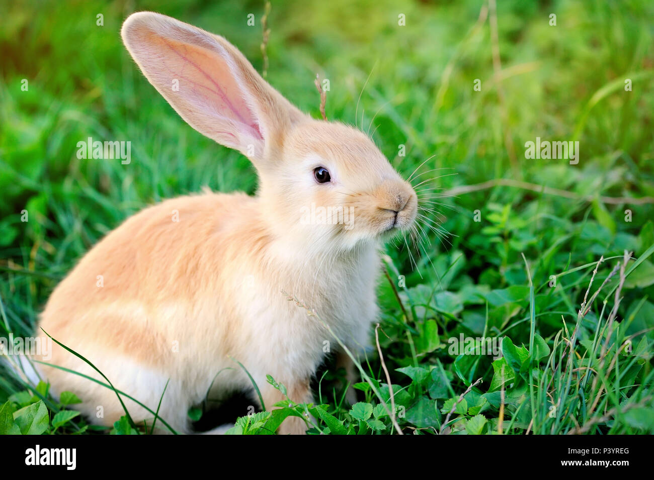 Rabbit on the grass hi-res stock photography and images - Alamy