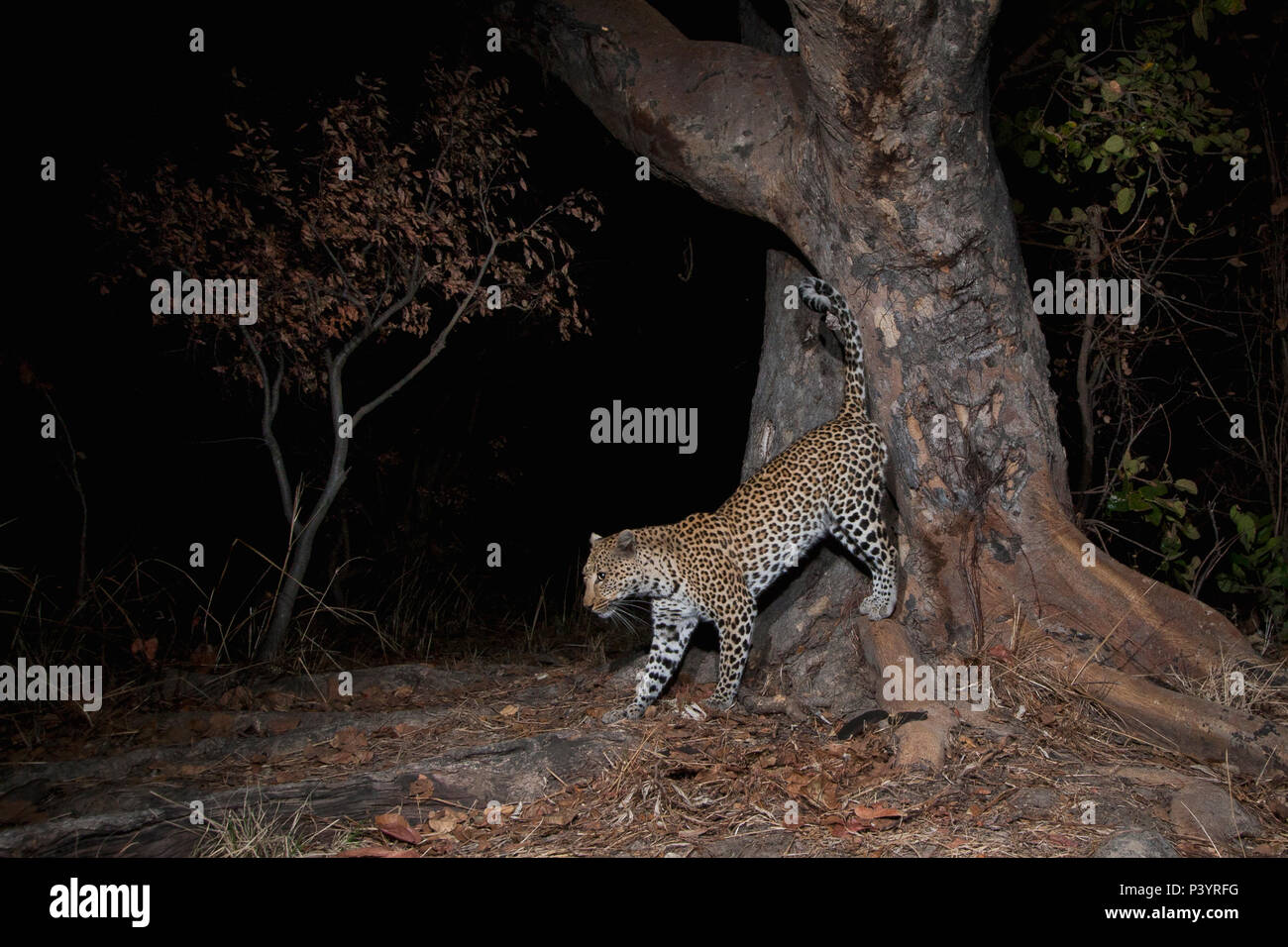 Leopard (Panthera pardus) female scent-marking spray-tree at night ...
