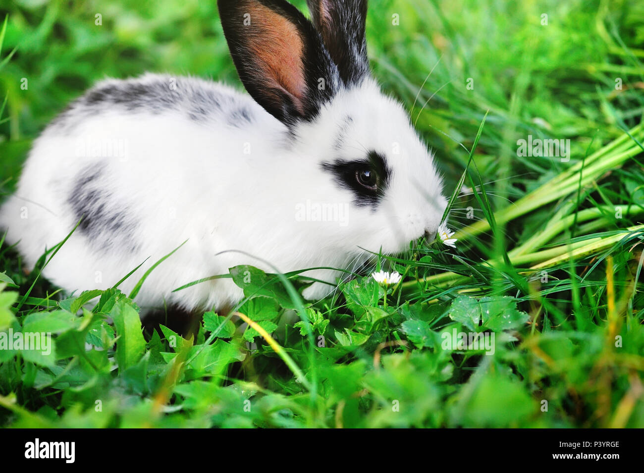 Black rabbit on green grass hi-res stock photography and images - Alamy