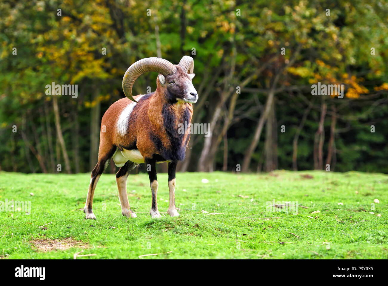 Moufflon hi-res stock photography and images - Alamy