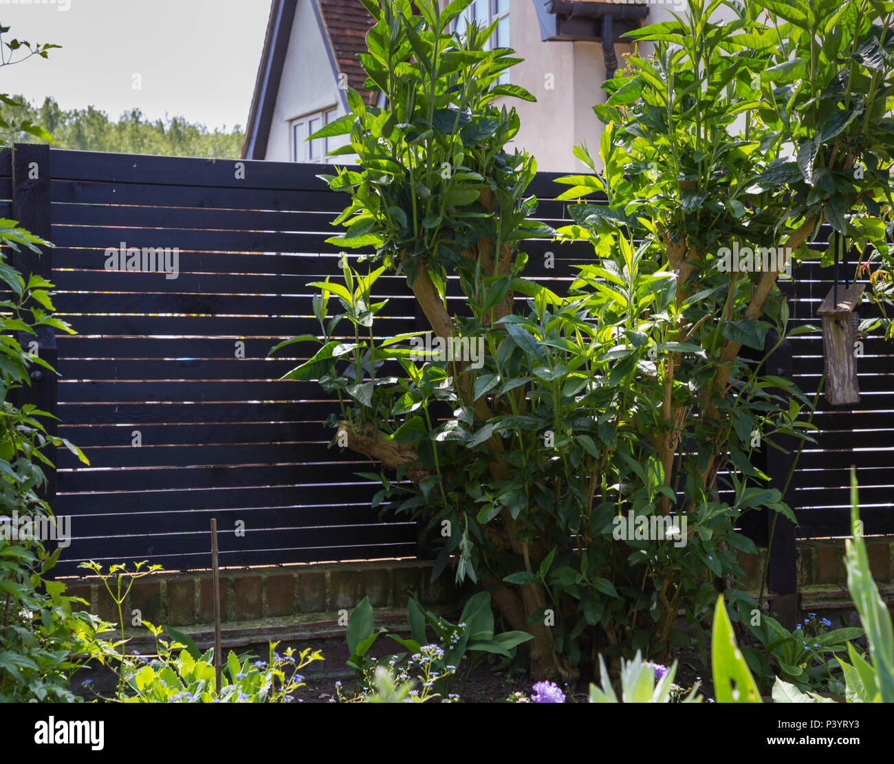 A large Buddleja situated next to a black painted fence Stock Photo - Alamy