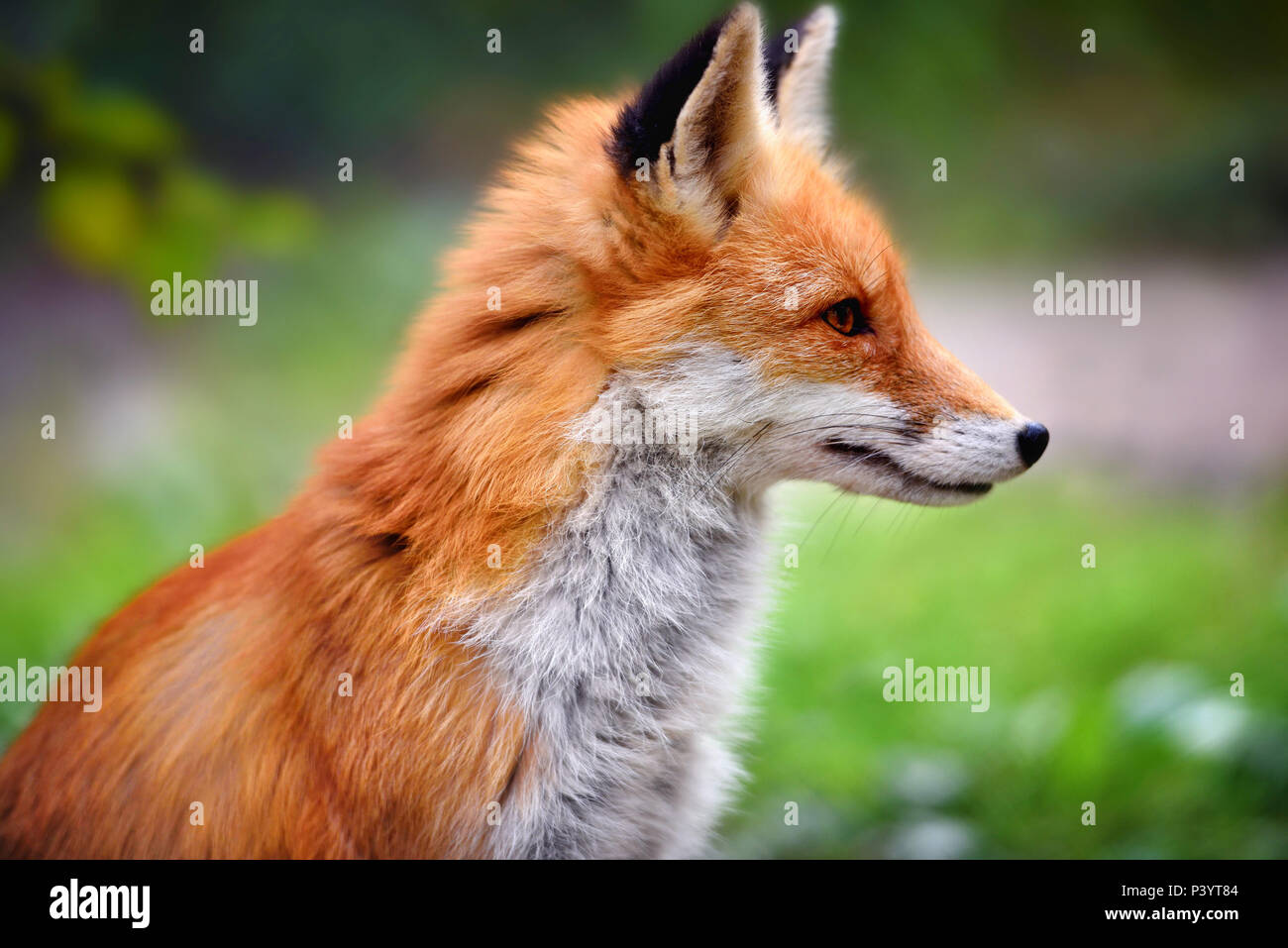Fox red vulpine predator hi-res stock photography and images - Alamy
