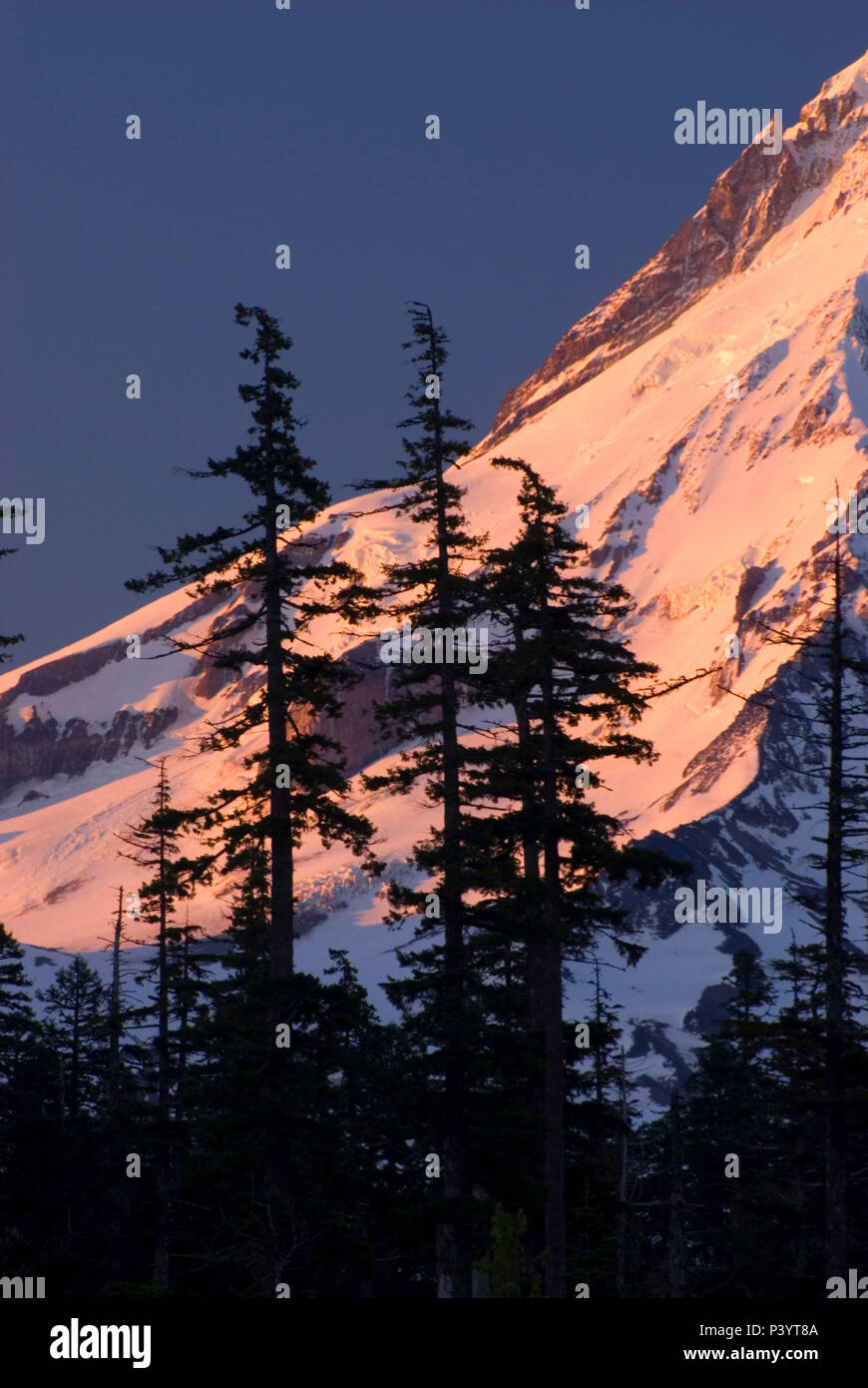 Tree silhouette against Mt Hood from Lost Lake, Mt Hood National Forest ...