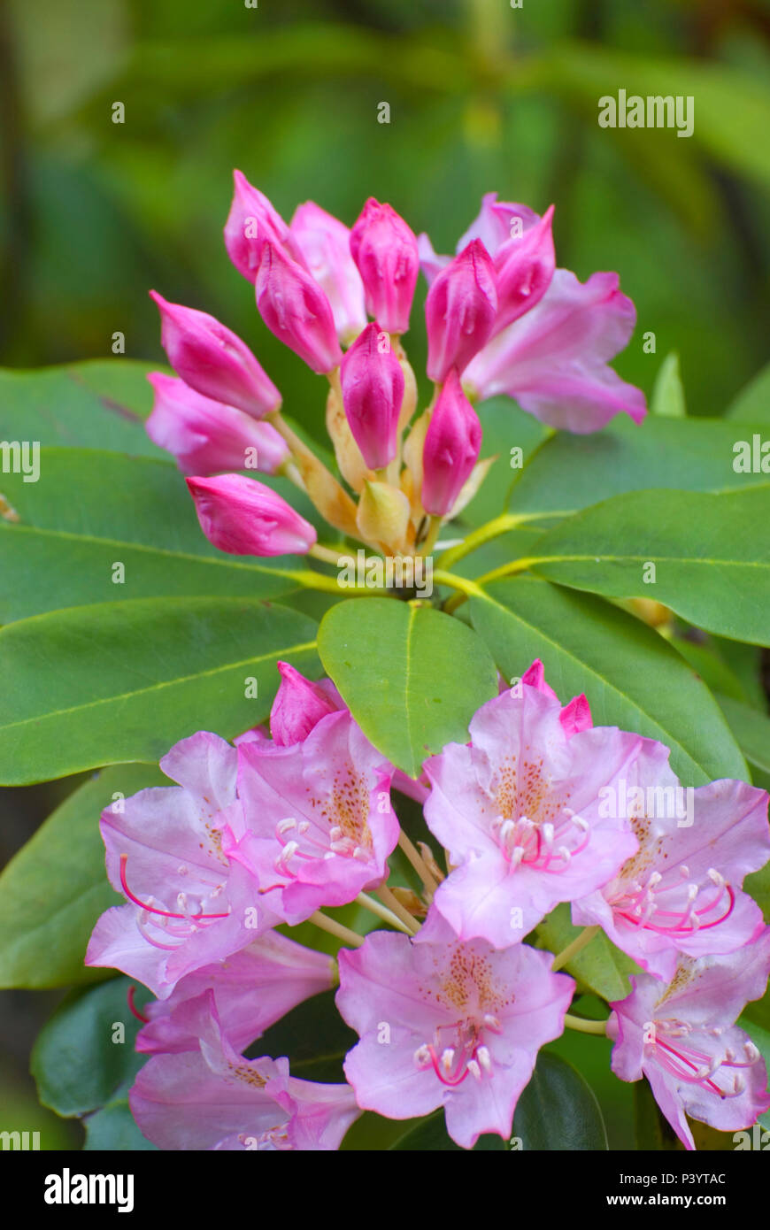 Pacific rhododendron (Rhododendron macrophyllum), Mt Hood National ...